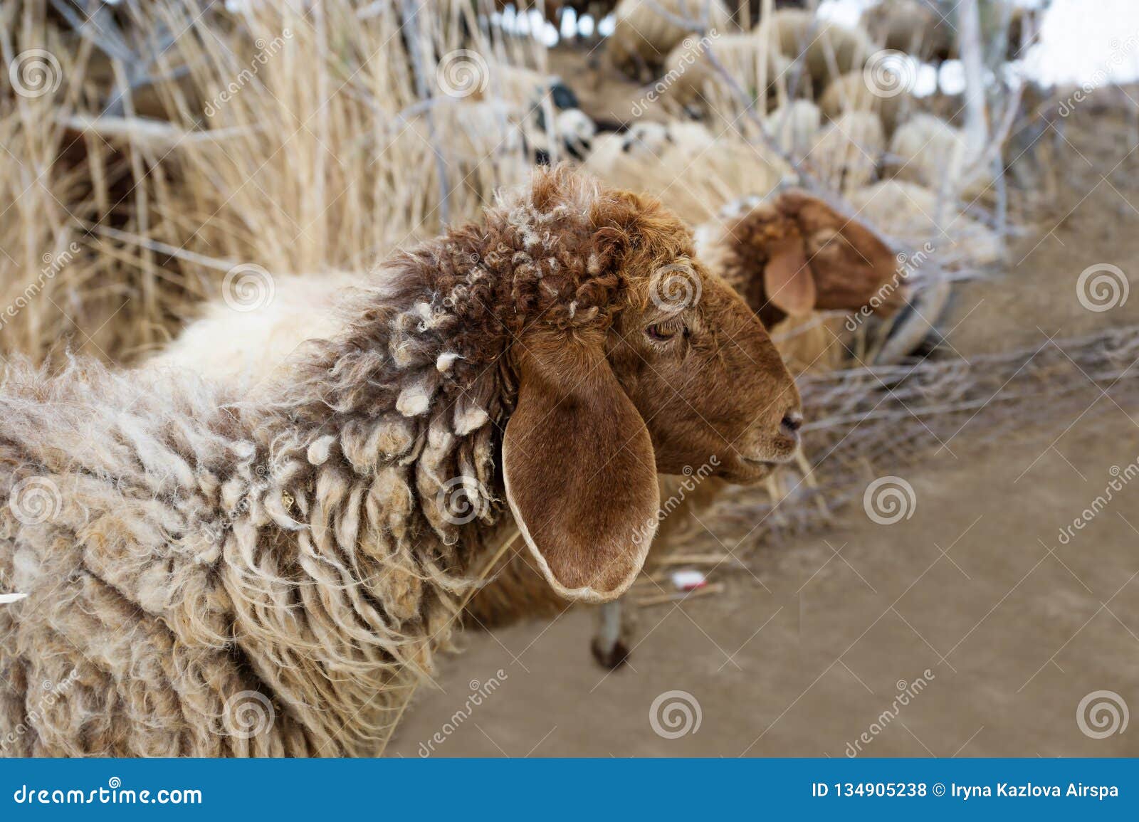 Sheep Muzzle Outdoors. Standing Breeding Agriculture Animal Stock Photo ...
