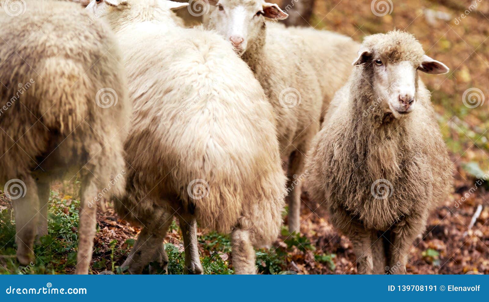 Sheep Muzzle Outdoors. Standing and Staring Breeding Agriculture Animal ...