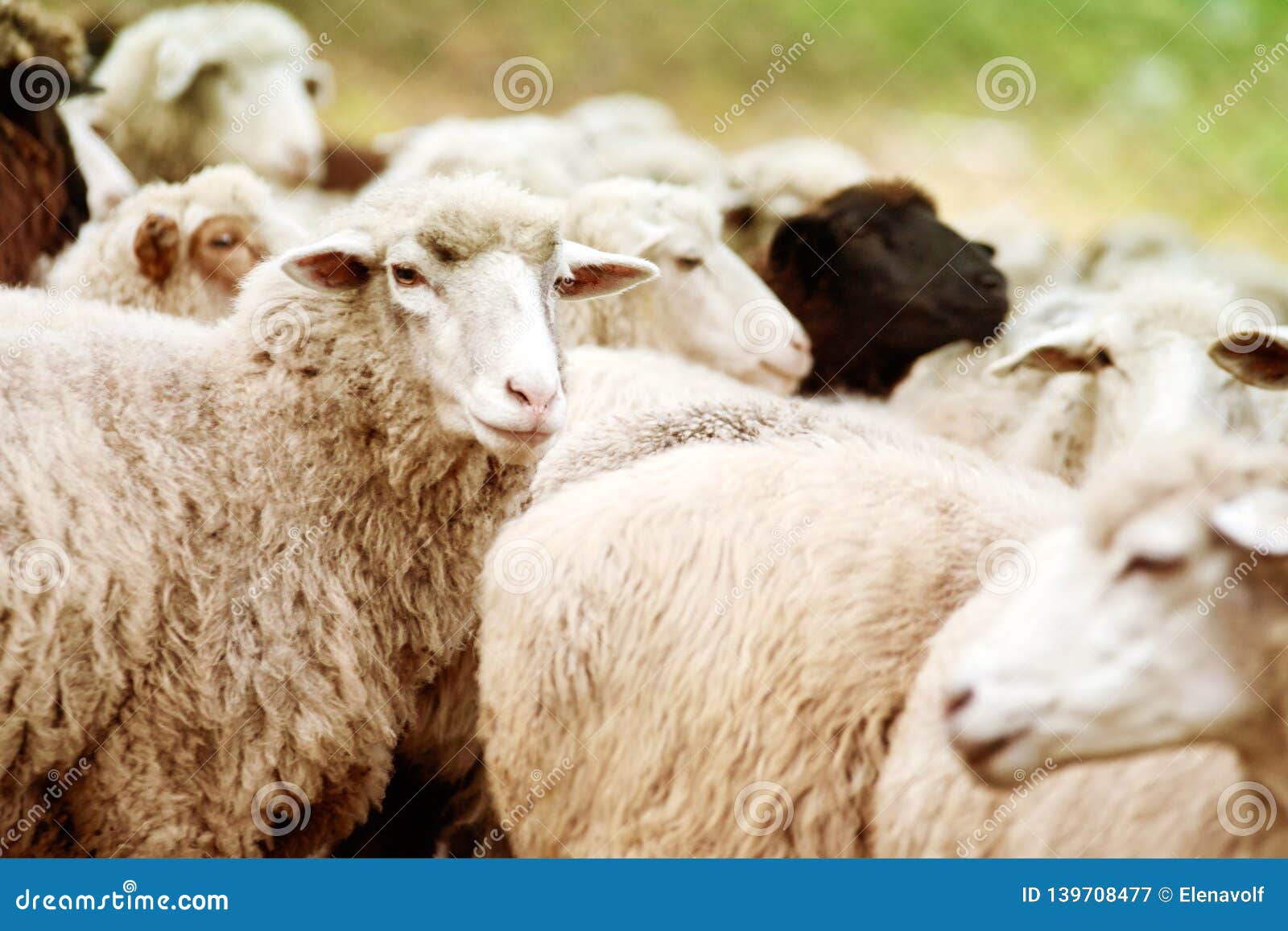 Sheep Muzzle Outdoors. Standing and Staring Breeding Agriculture Animal ...