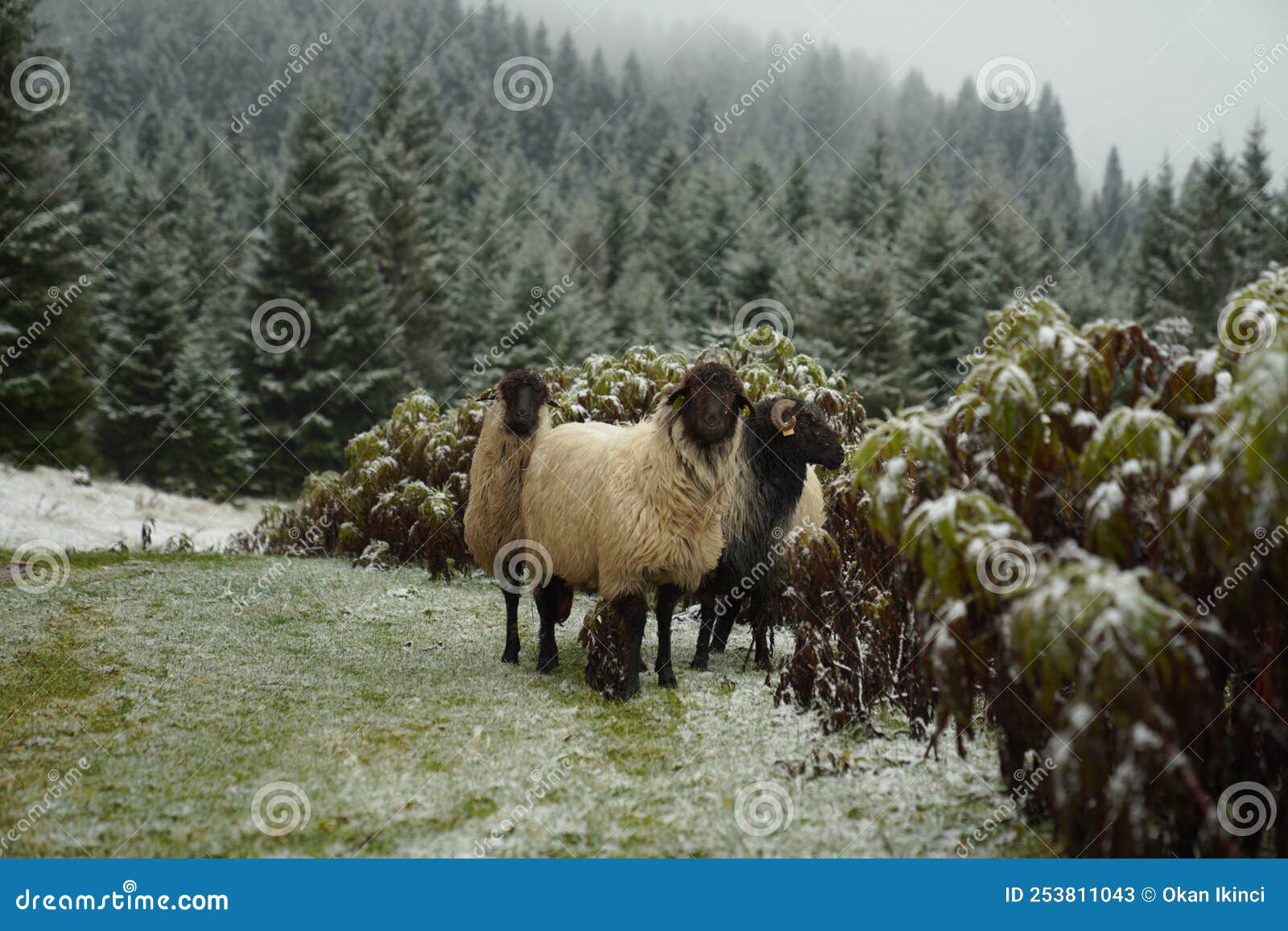 Sheep stock image. Image of lilac, petal, snowy, lavender - 253811043