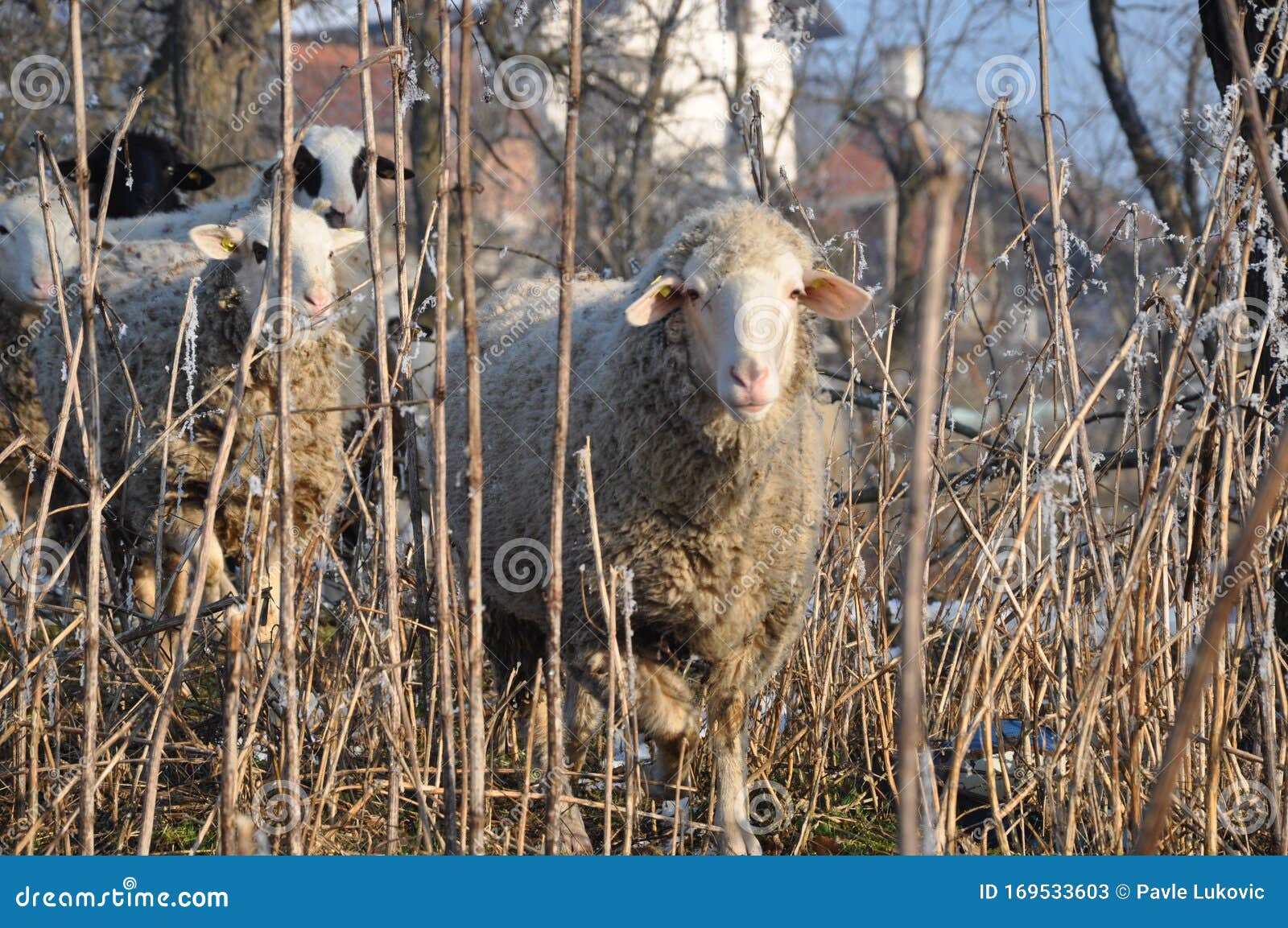 Sheep in nature balkan stock image. Image of balkan - 169533603