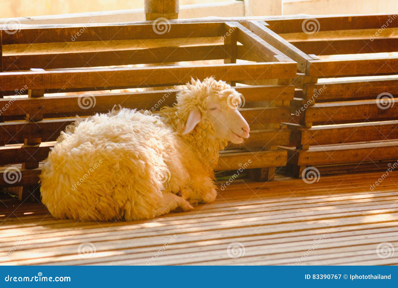 Sheep in Nature on FARM Outdoor Stock Image - Image of outside, farming ...