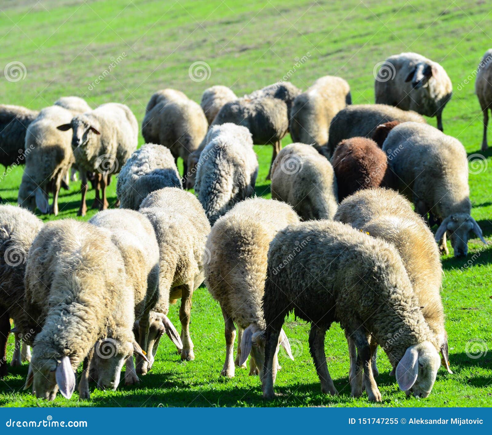 Sheep in nature grazing stock image. Image of nature - 151747255