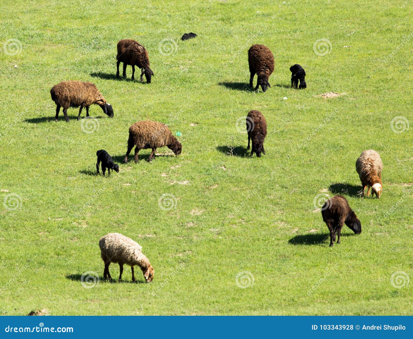 Sheep in nature stock photo. Image of lamb, life, buck - 103343928