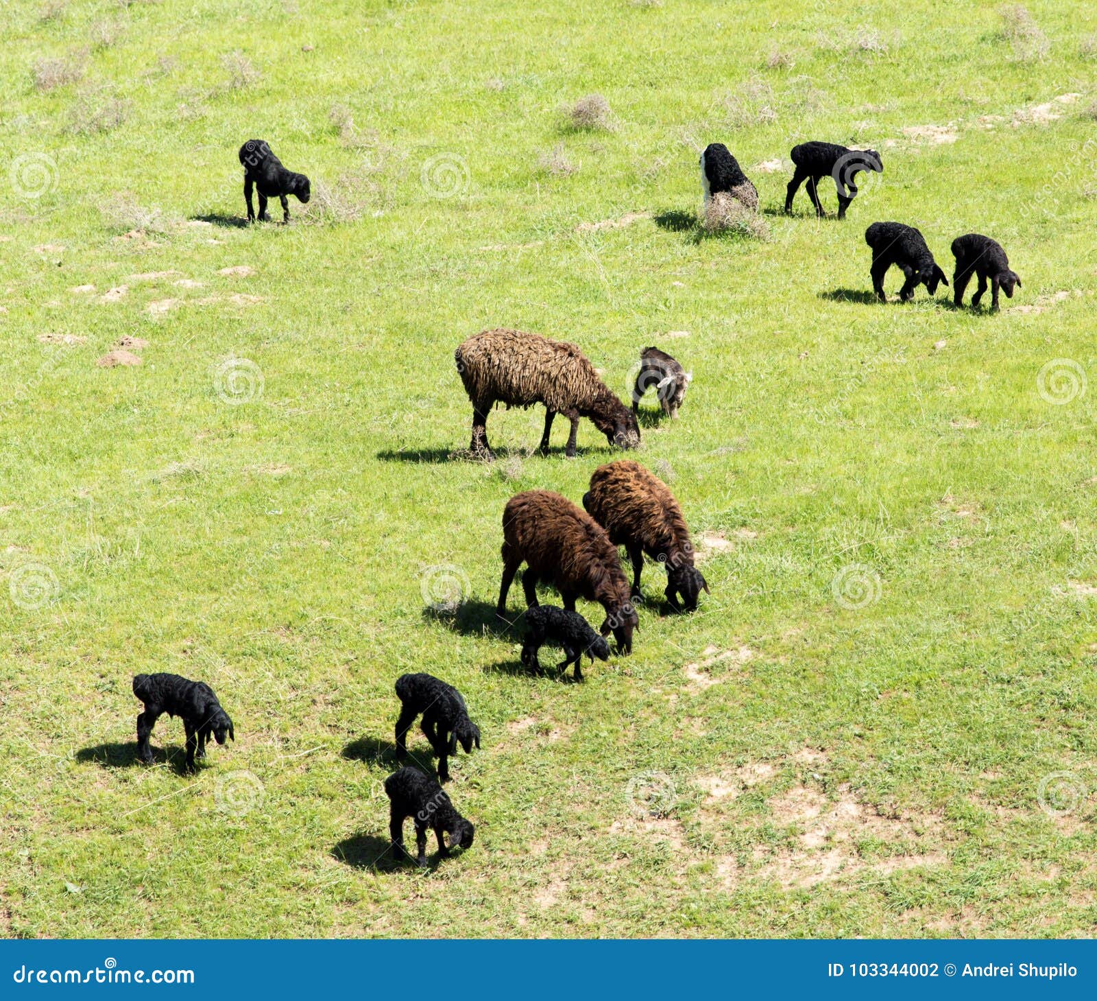 Sheep in nature stock photo. Image of dairy, farmland - 103344002