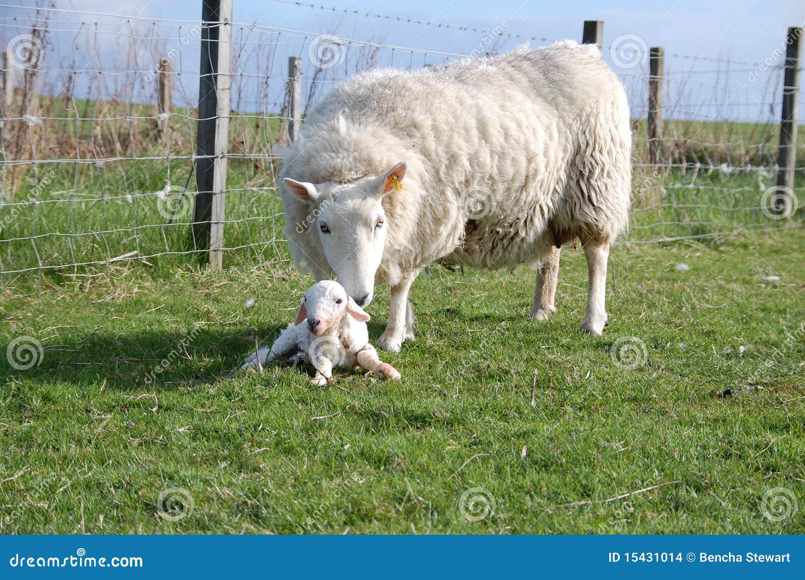 A Sheep and a New Born Lamb Stock Photo - Image of argriculture, green ...