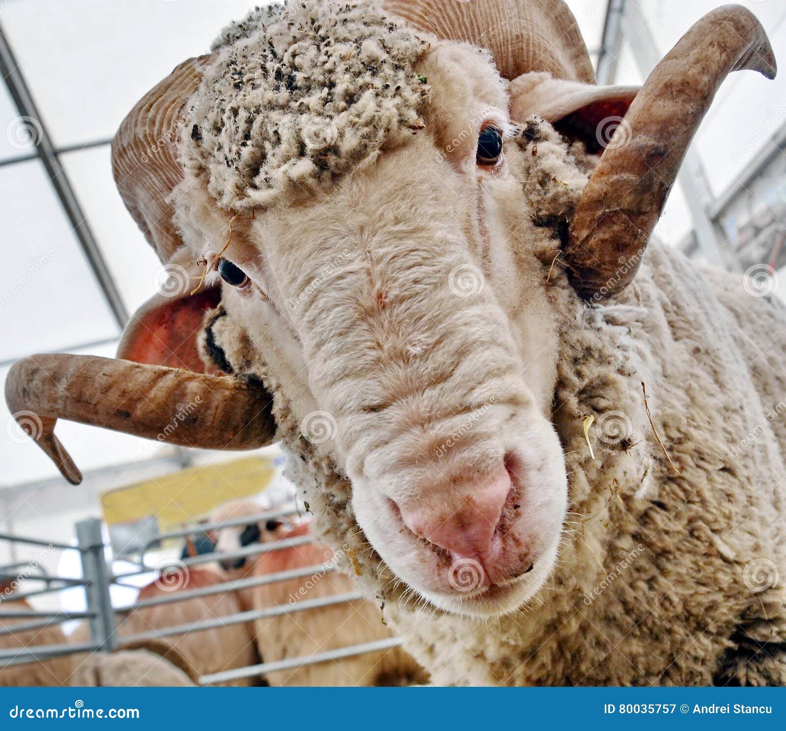 Sheep stock image. Image of four, baby, farming, field - 80035757