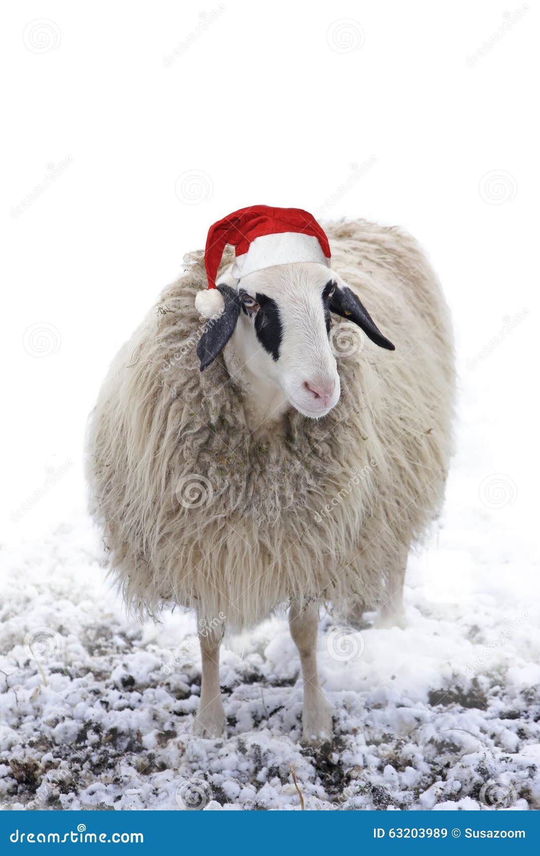 Lambs In Hats