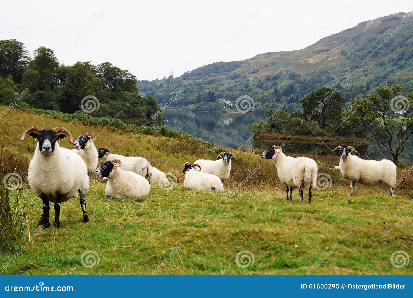 Sheep stock image. Image of milk, goats, goat, fleece - 61605295