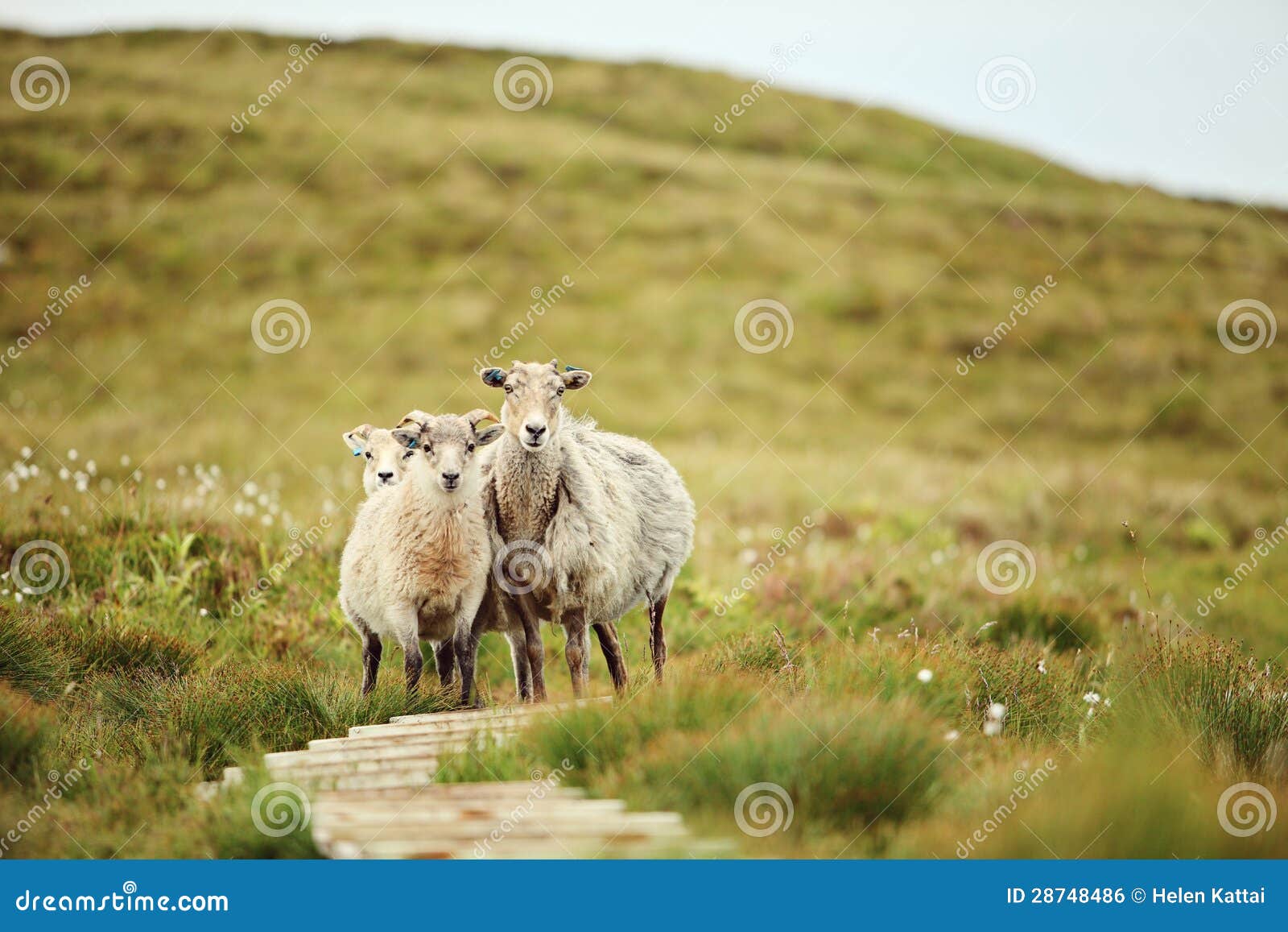 Sheep in Norway stock photo. Image of green, noweigian - 28748486