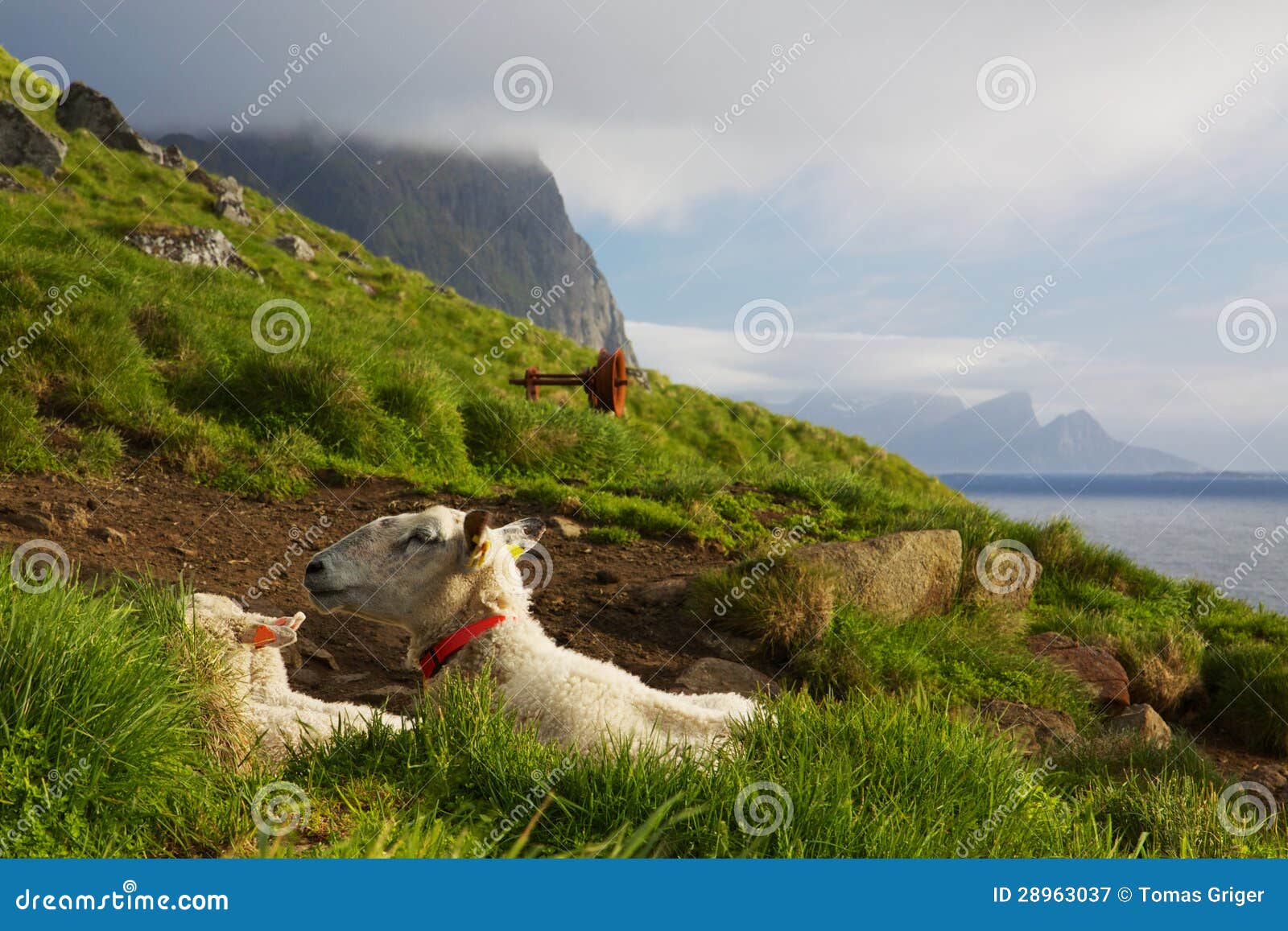Sheep in Norway stock image. Image of landscape, europe - 28963037