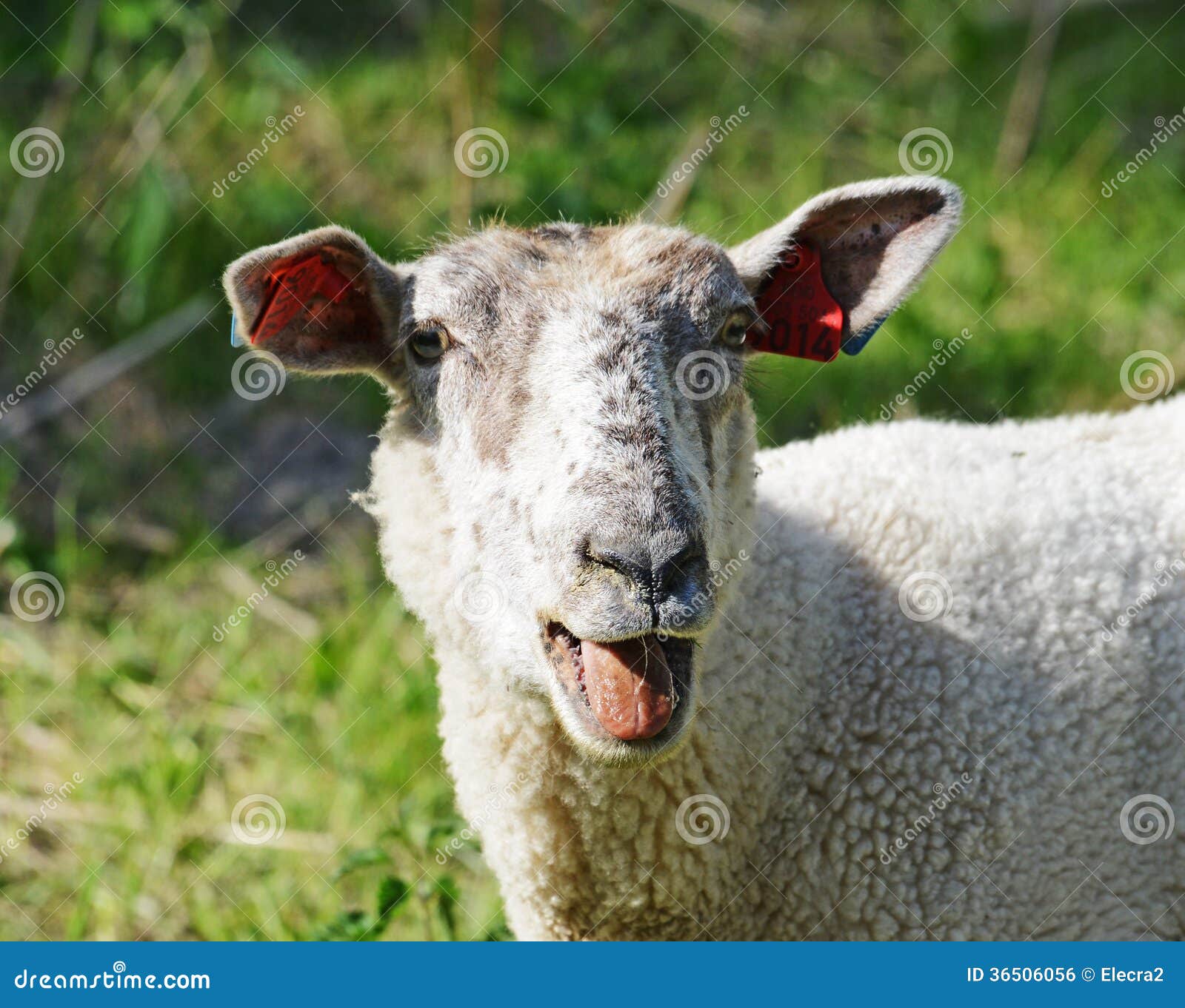 Sheep stock photo. Image of garden, farm, farming, lonely - 36506056