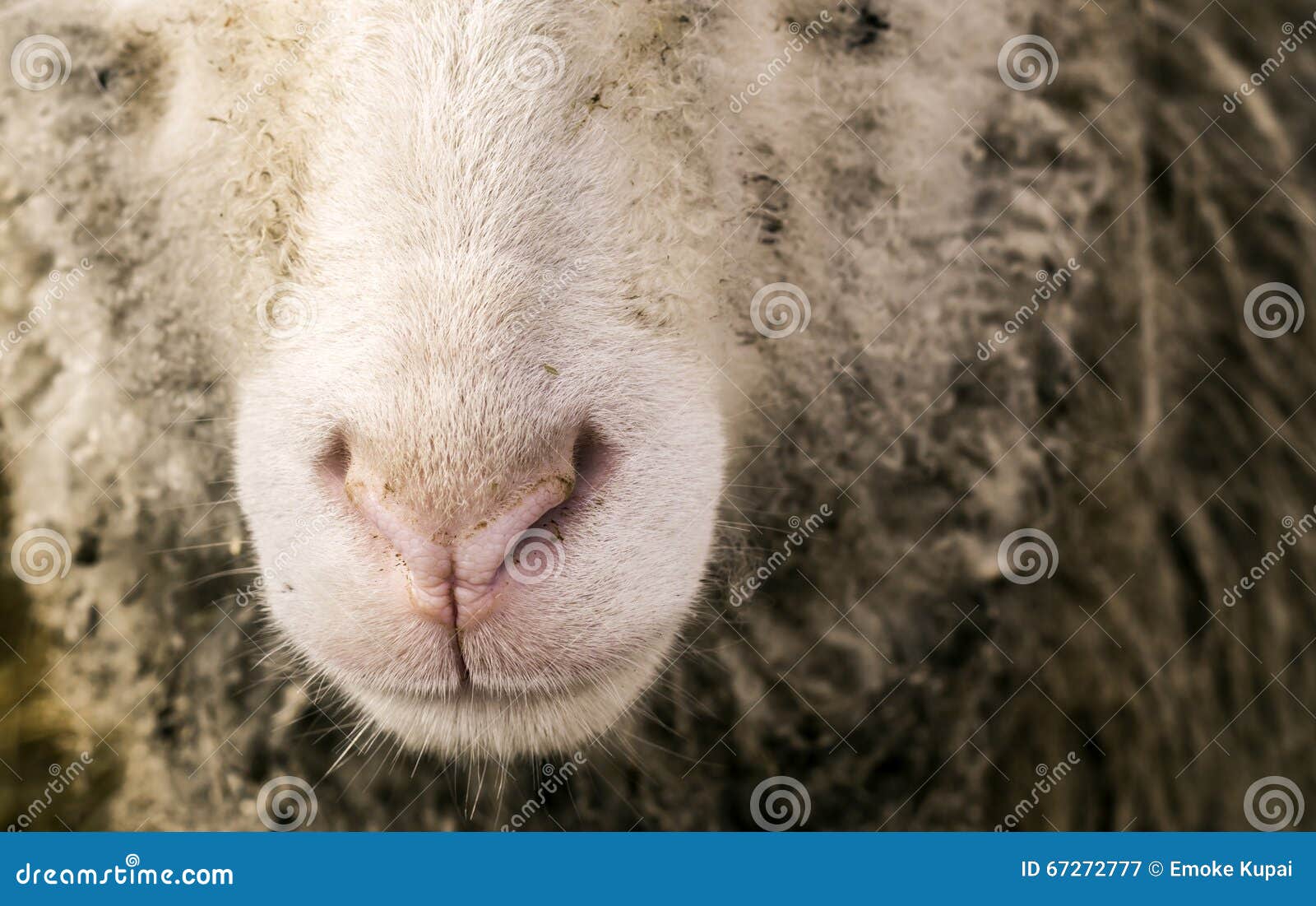 Sheep Nose stock image. Image of farm, macro, nose, breed - 67272777