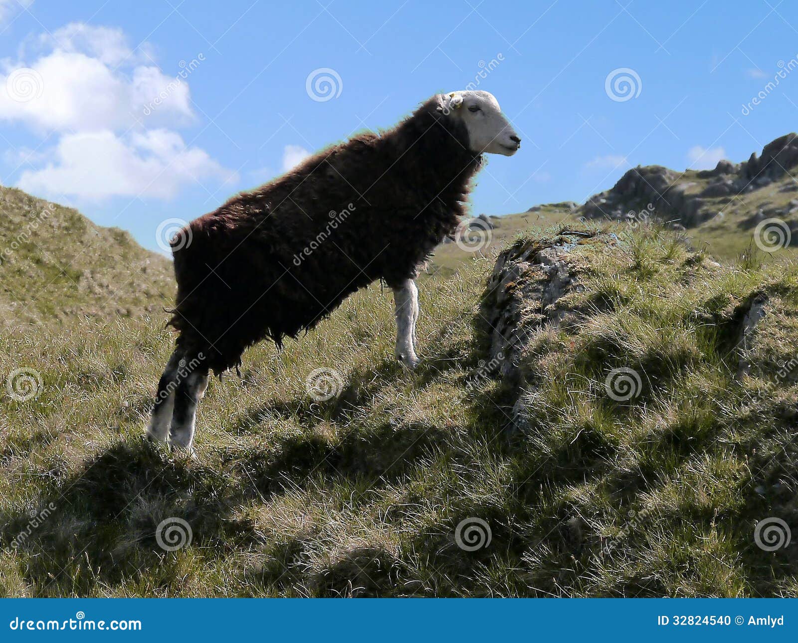 Sheep in odd pose stock photo. Image of outline, country - 32824540
