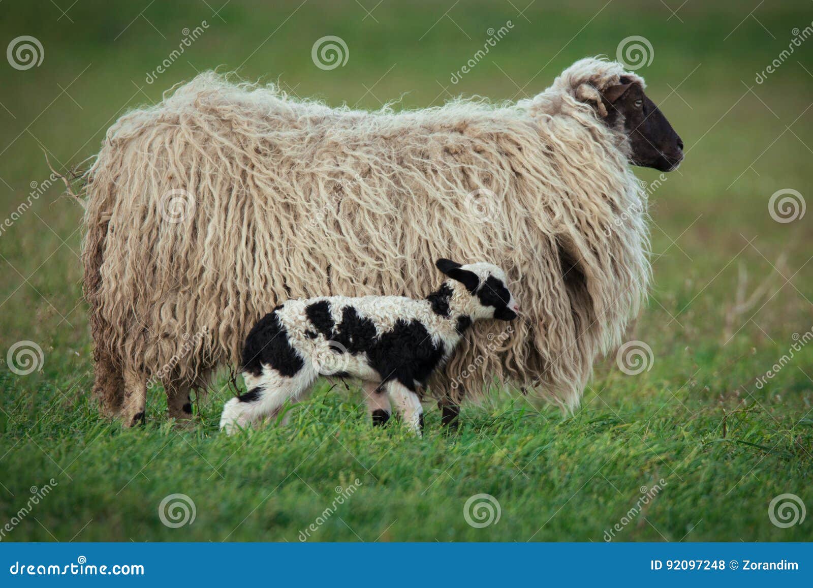 Sheep with offspring stock photo. Image of meadow, offspring - 92097248