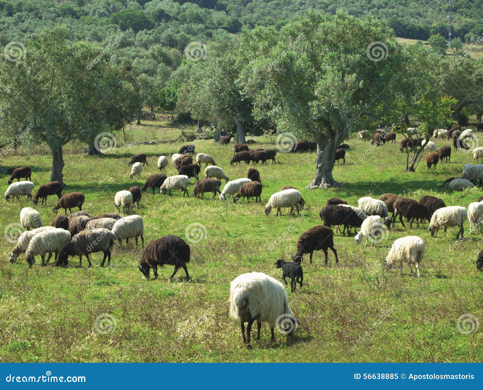 Sheep in an Olive Tree Field Stock Image - Image of countryside, view ...