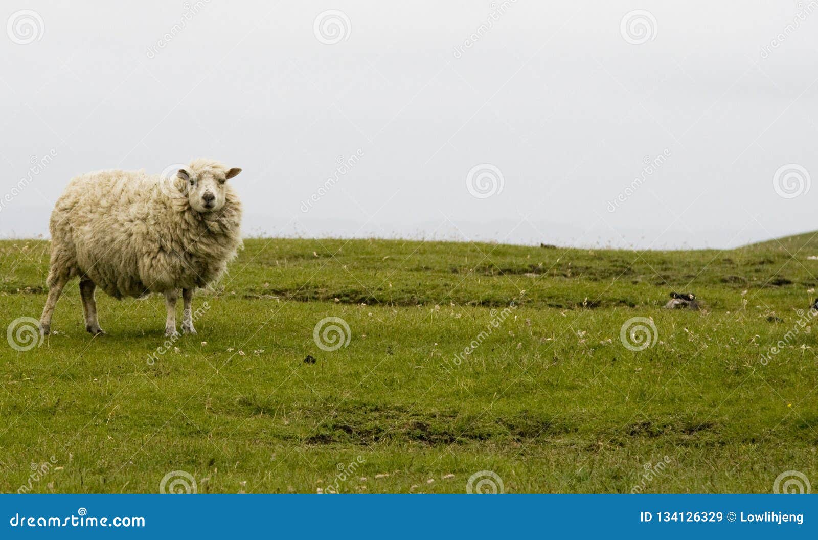 Shetland sheep stock image. Image of meadow, grazing - 134126329