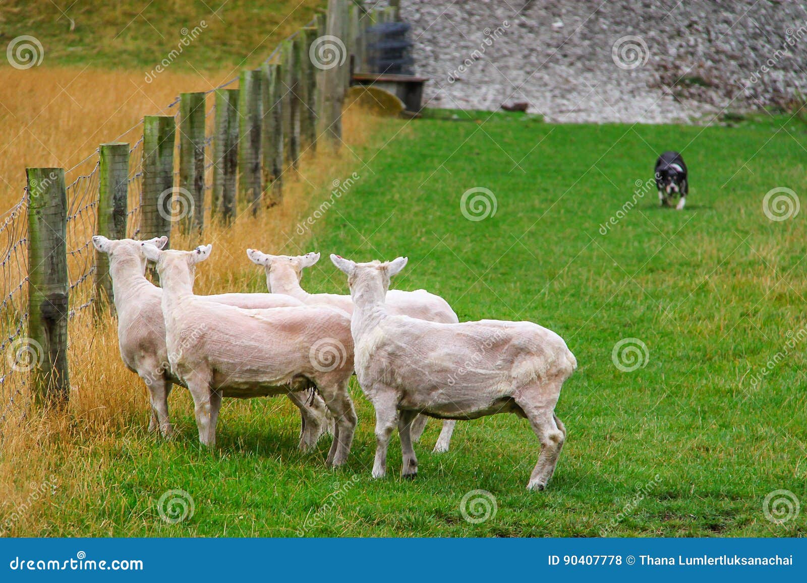Beware Of Sheep Crossing Sign At The Curve Of A Street Stock Photo ...