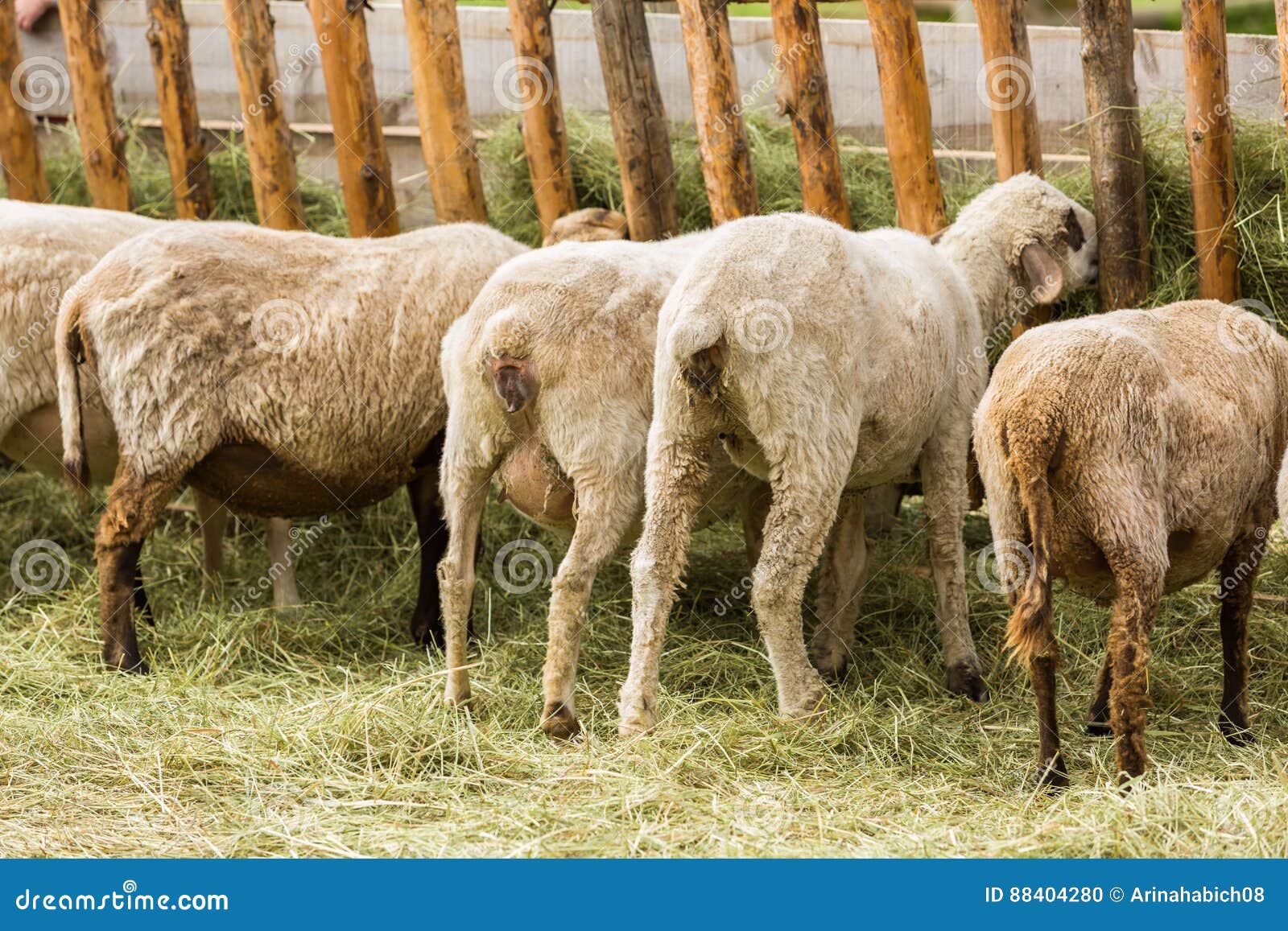 Sheep stock photo. Image of structure, barn, sheep, holiday - 88404280