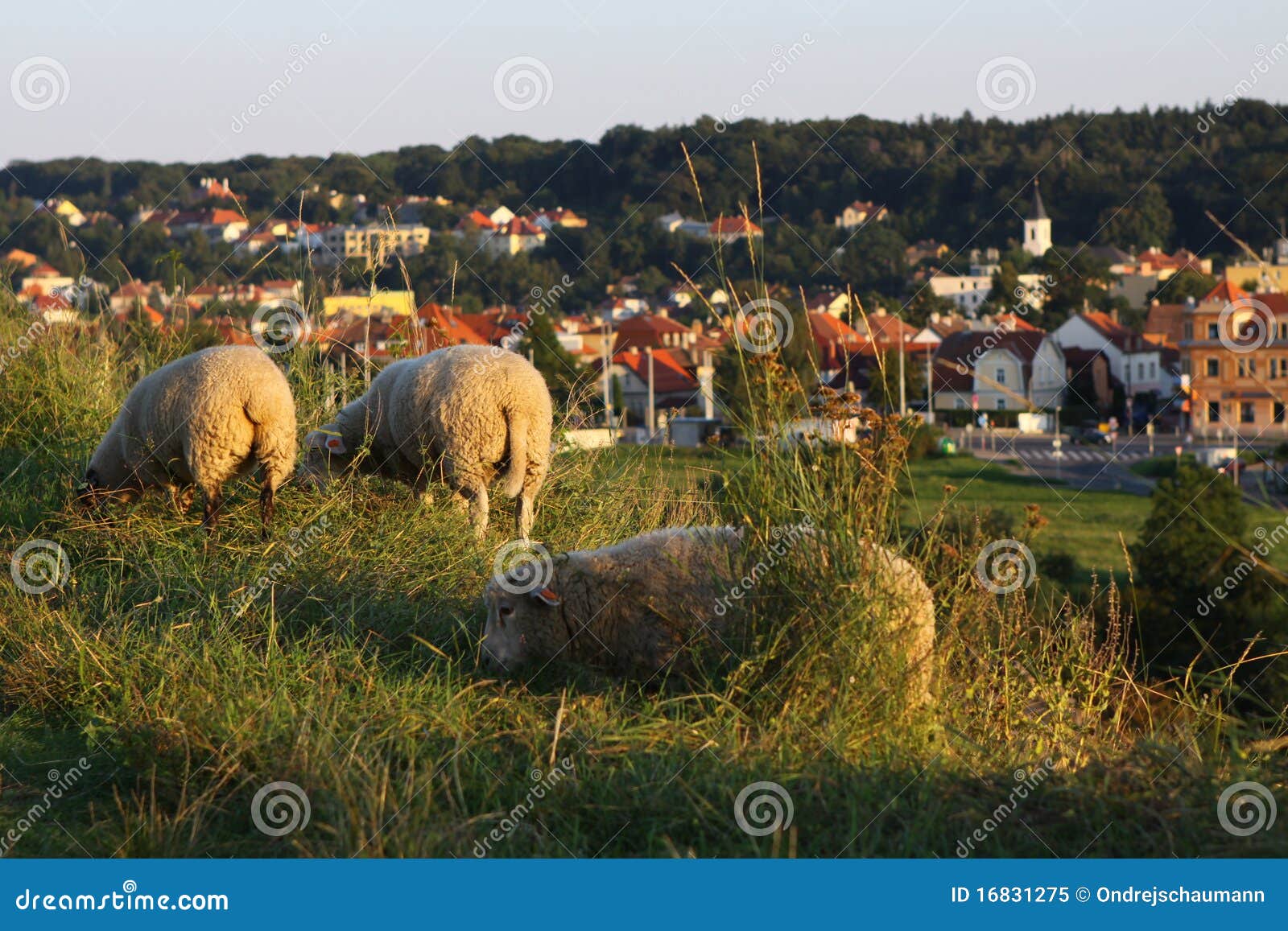Sheep over the city stock image. Image of sheep, agriculture - 16831275