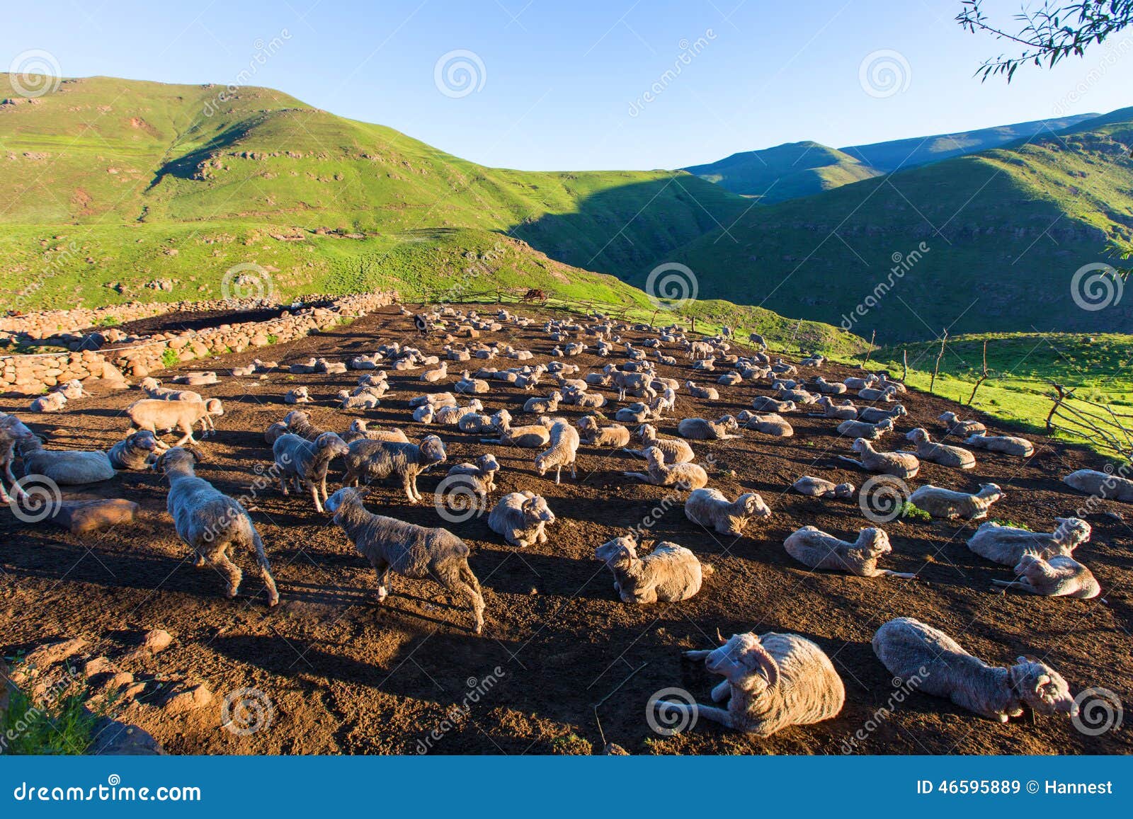 Sheep Overnight in the Kraal Stock Image - Image of overnight, daytime ...