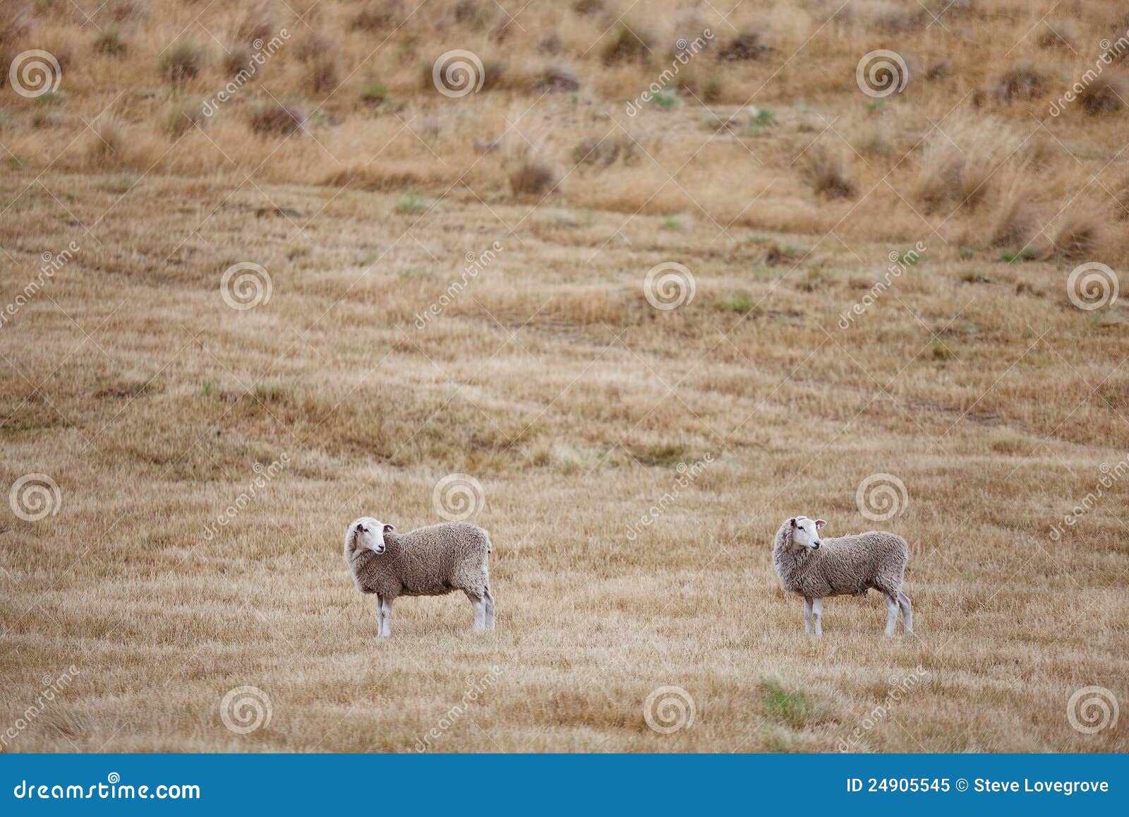 Sheep in Paddock stock image. Image of rural, farming - 24905545