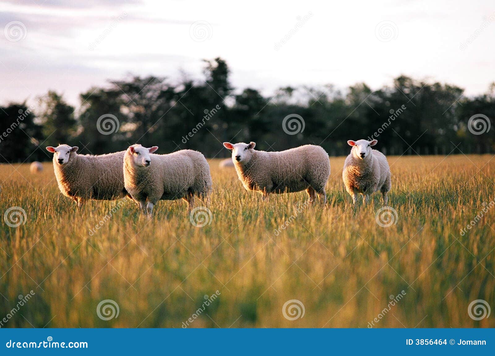 Sheep in paddock. stock photo. Image of farming, animals - 3856464