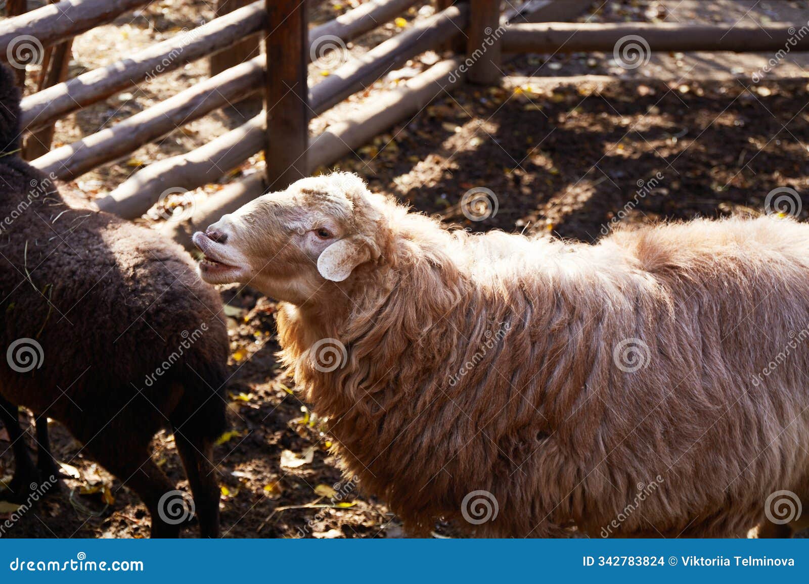 Sheep in a Paddock on a Farm Stock Photo - Image of cute, eating: 342783824