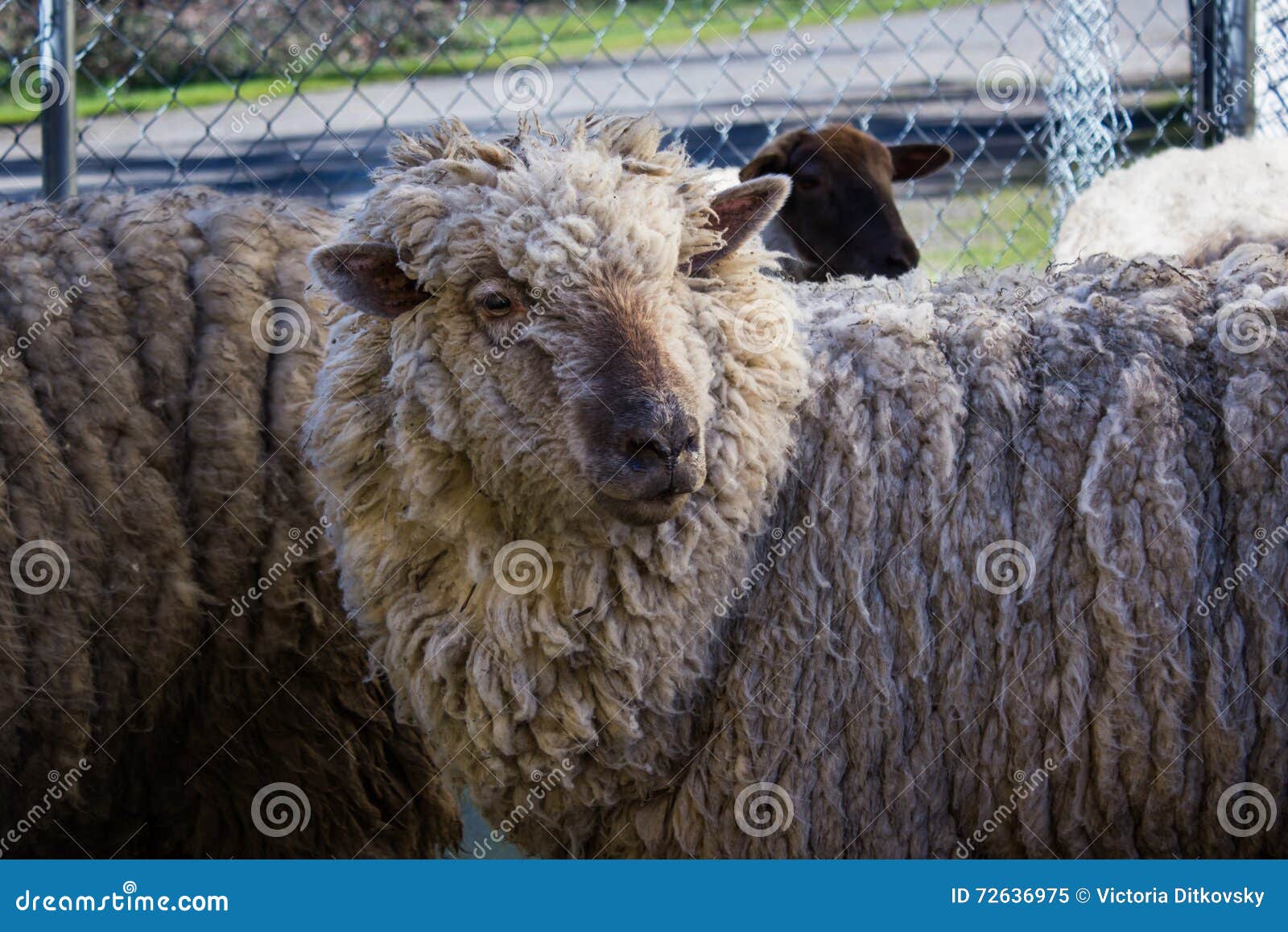 Sheep in a paddock stock image. Image of animal, paddock - 72636975