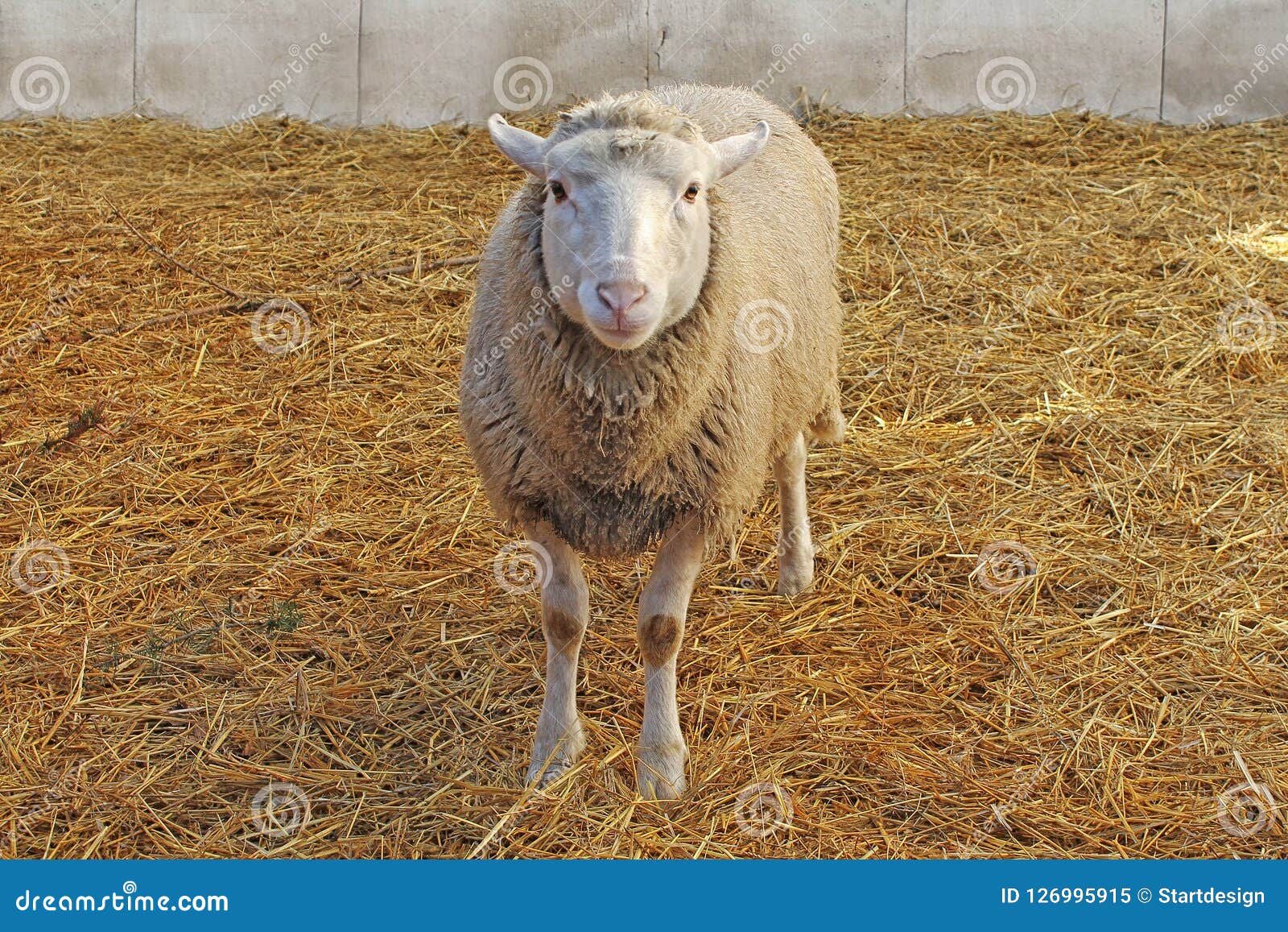 Sheep in a paddock. stock image. Image of rural, grazing - 126995915