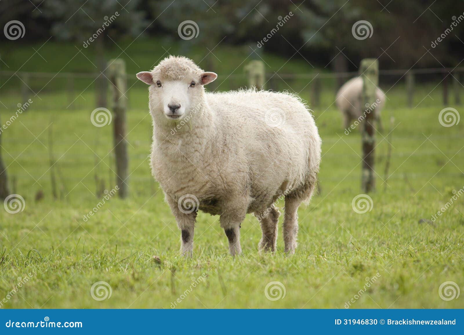 Sheep in paddock stock photo. Image of zealand, rural - 31946830
