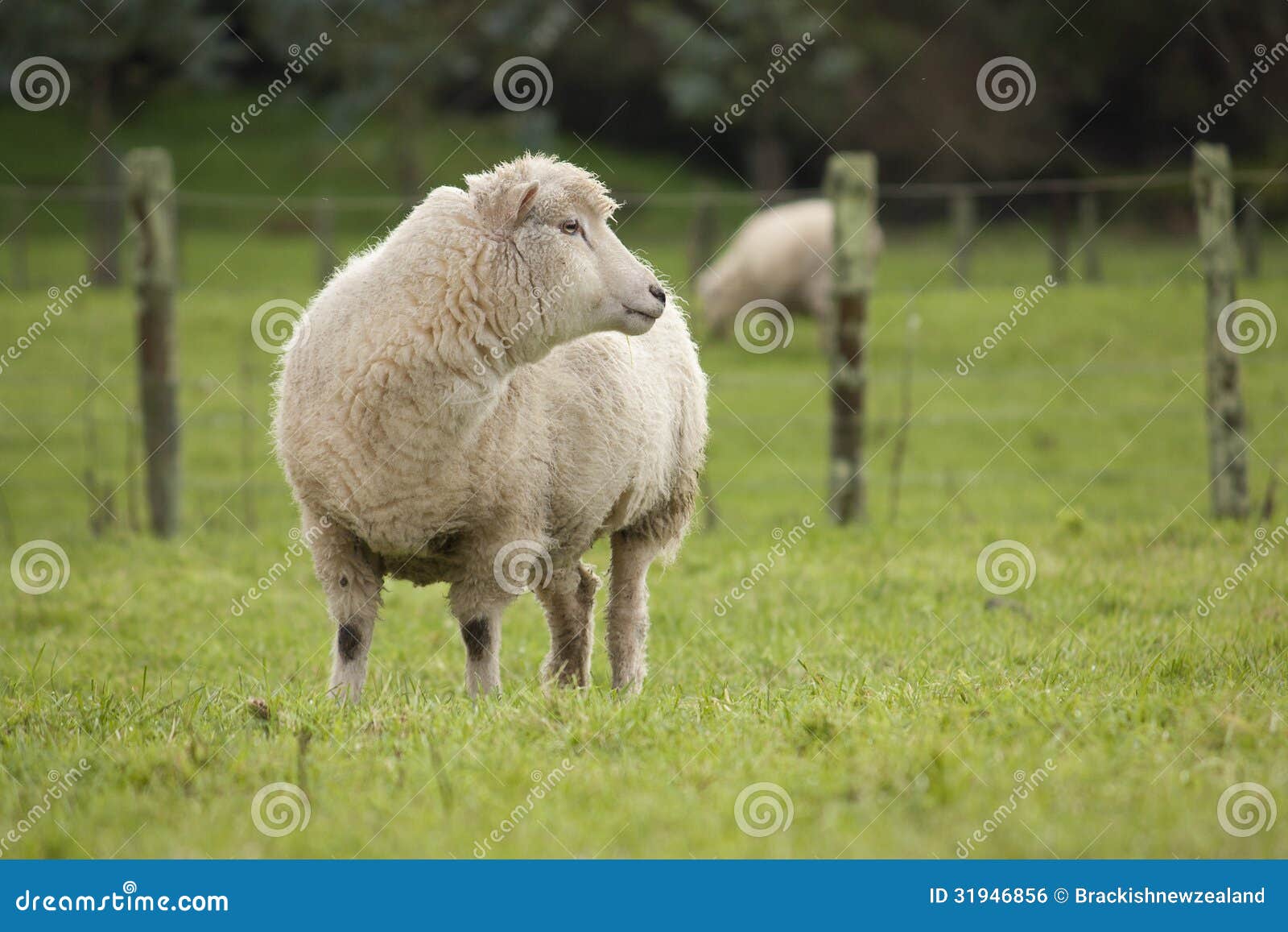 Sheep in paddock stock photo. Image of wool, field, agriculture - 31946856