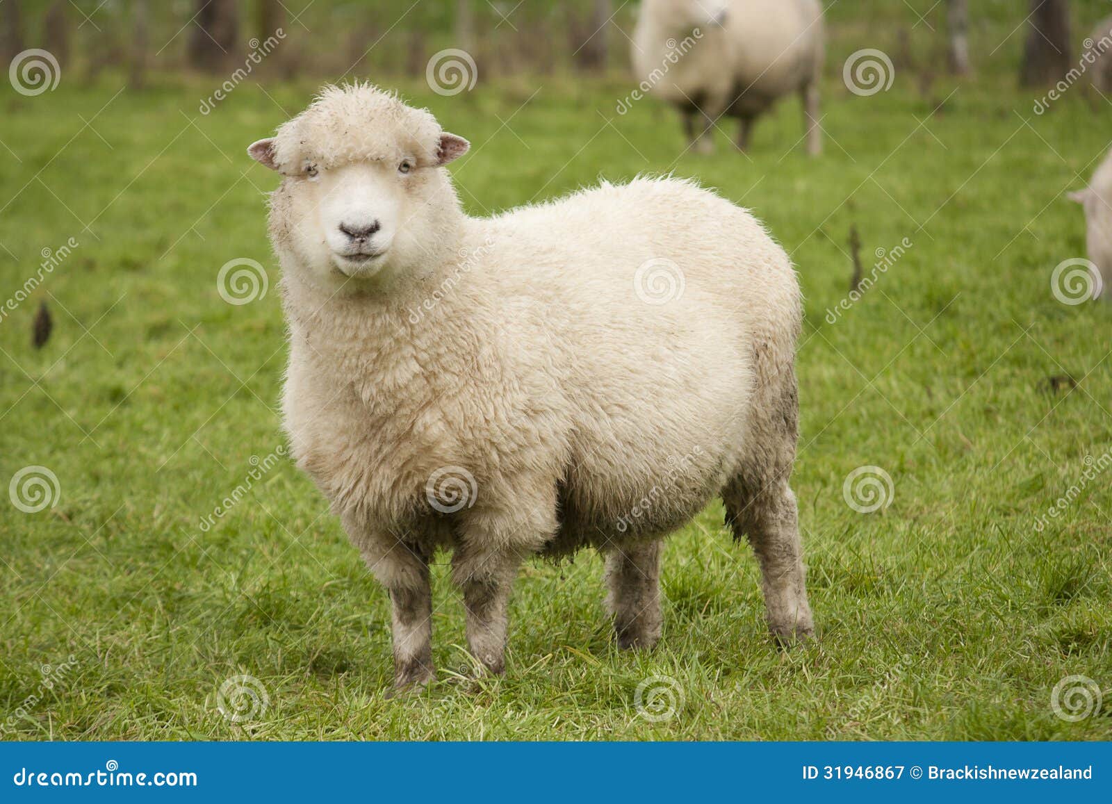 Sheep in paddock stock image. Image of field, sheep, farm - 31946867