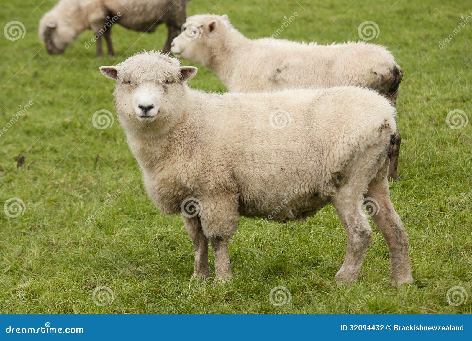 Sheep in paddock stock photo. Image of pasture, green - 32094432