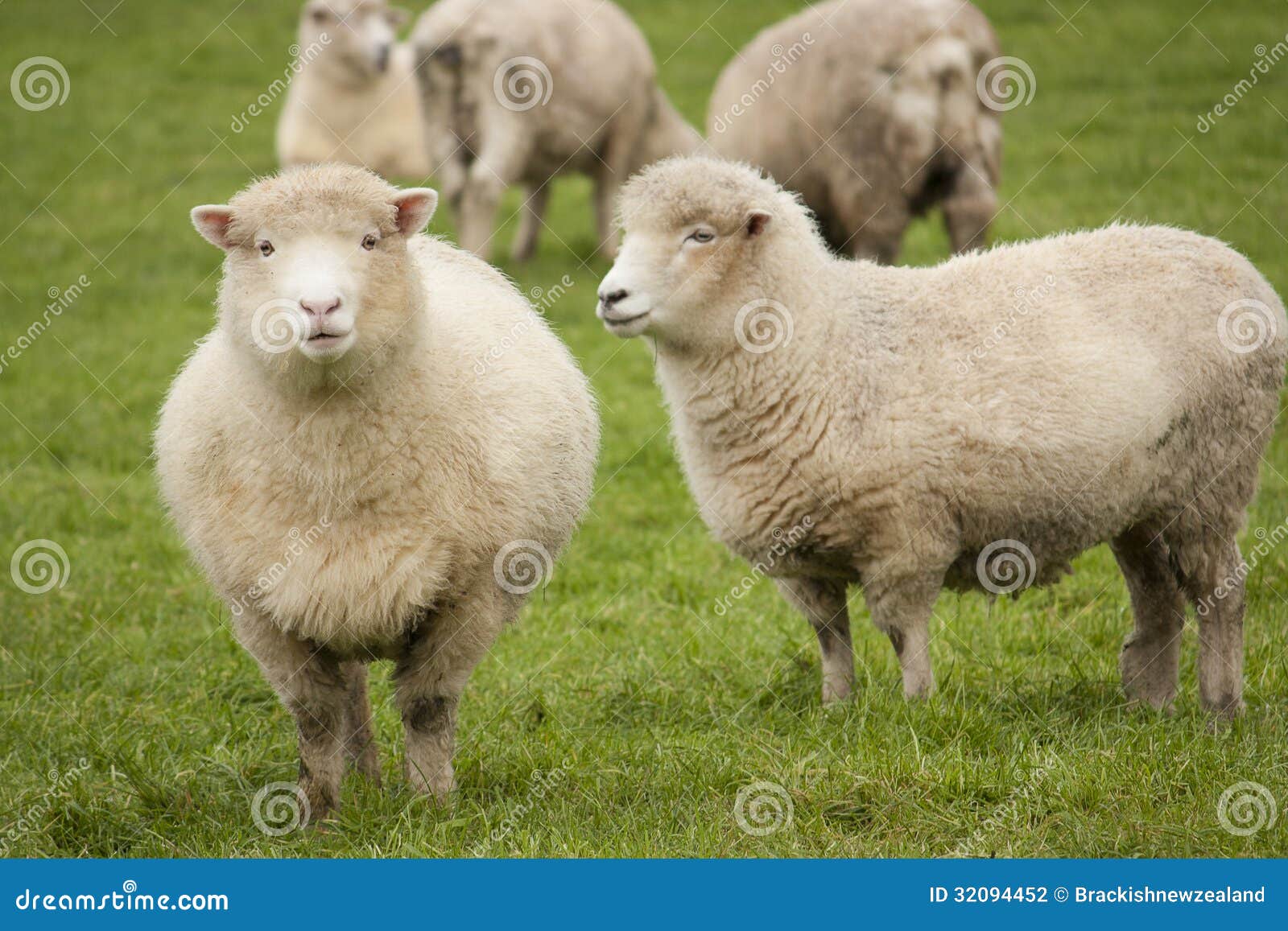 Sheep in paddock stock photo. Image of zealand, sheep - 32094452
