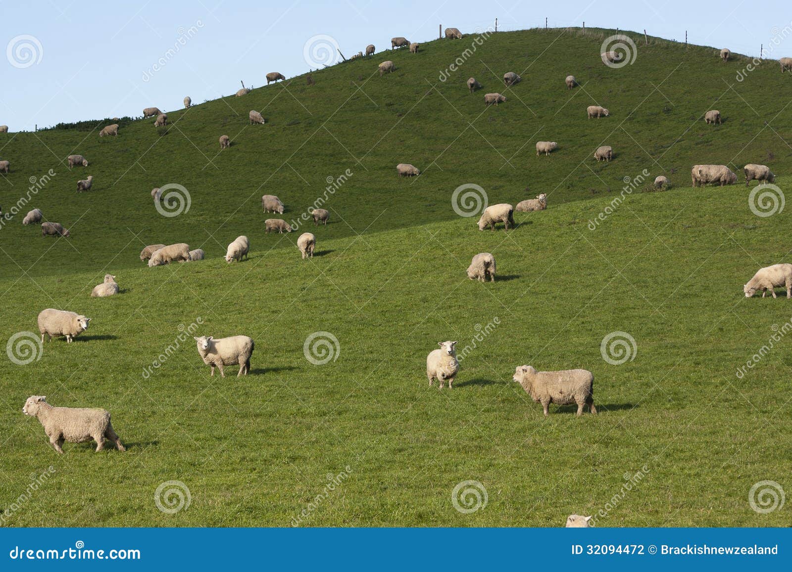 Sheep in paddock stock photo. Image of agriculture, grass - 32094472