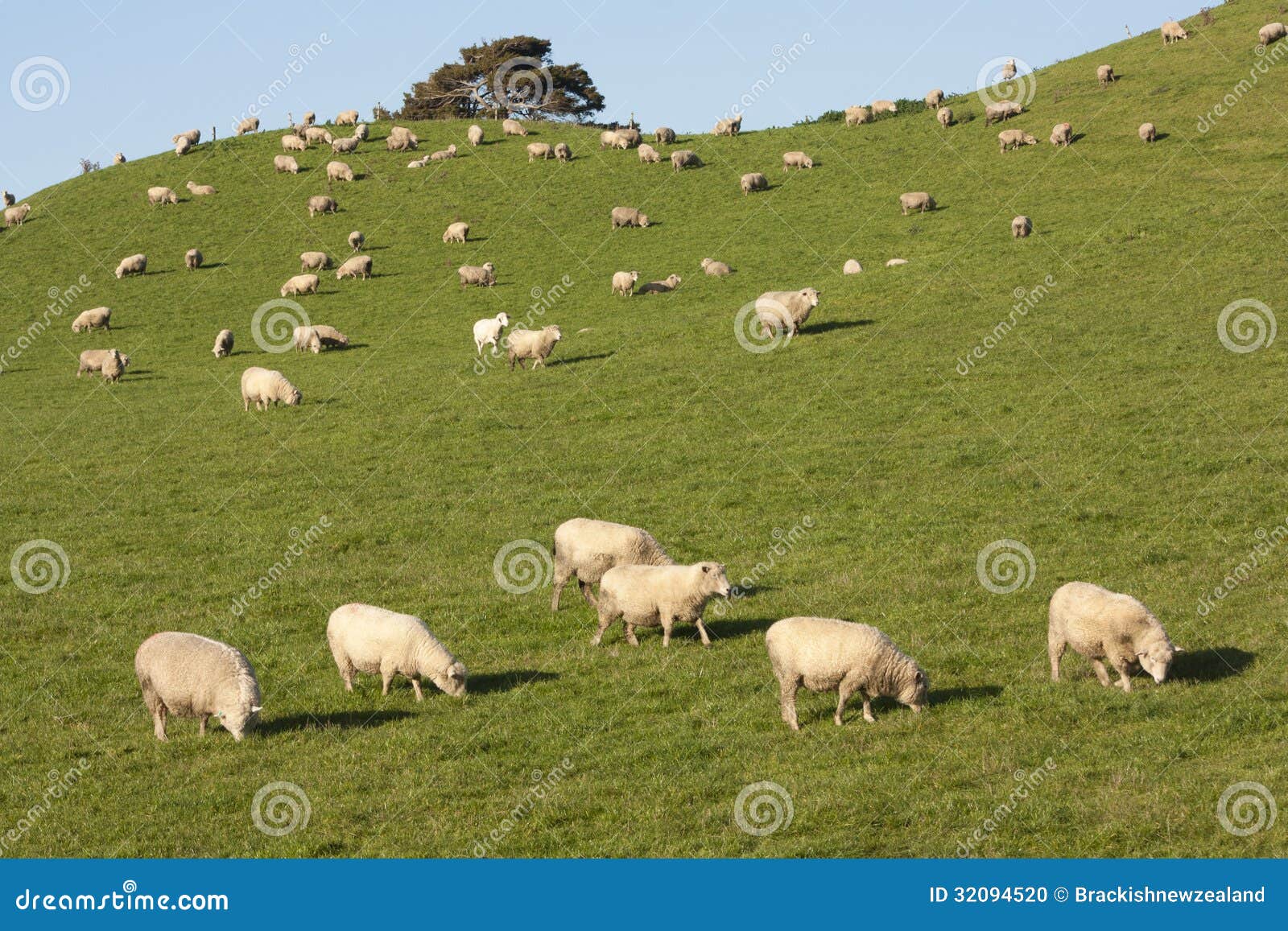 Sheep in paddock stock photo. Image of grass, paddock - 32094520