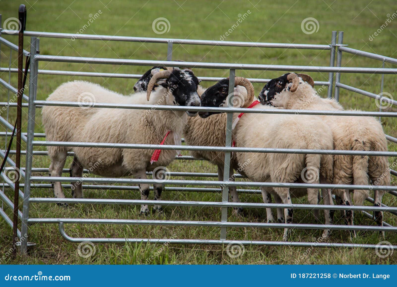 Sheep in paddock stock photo. Image of cloven, animals - 187221258