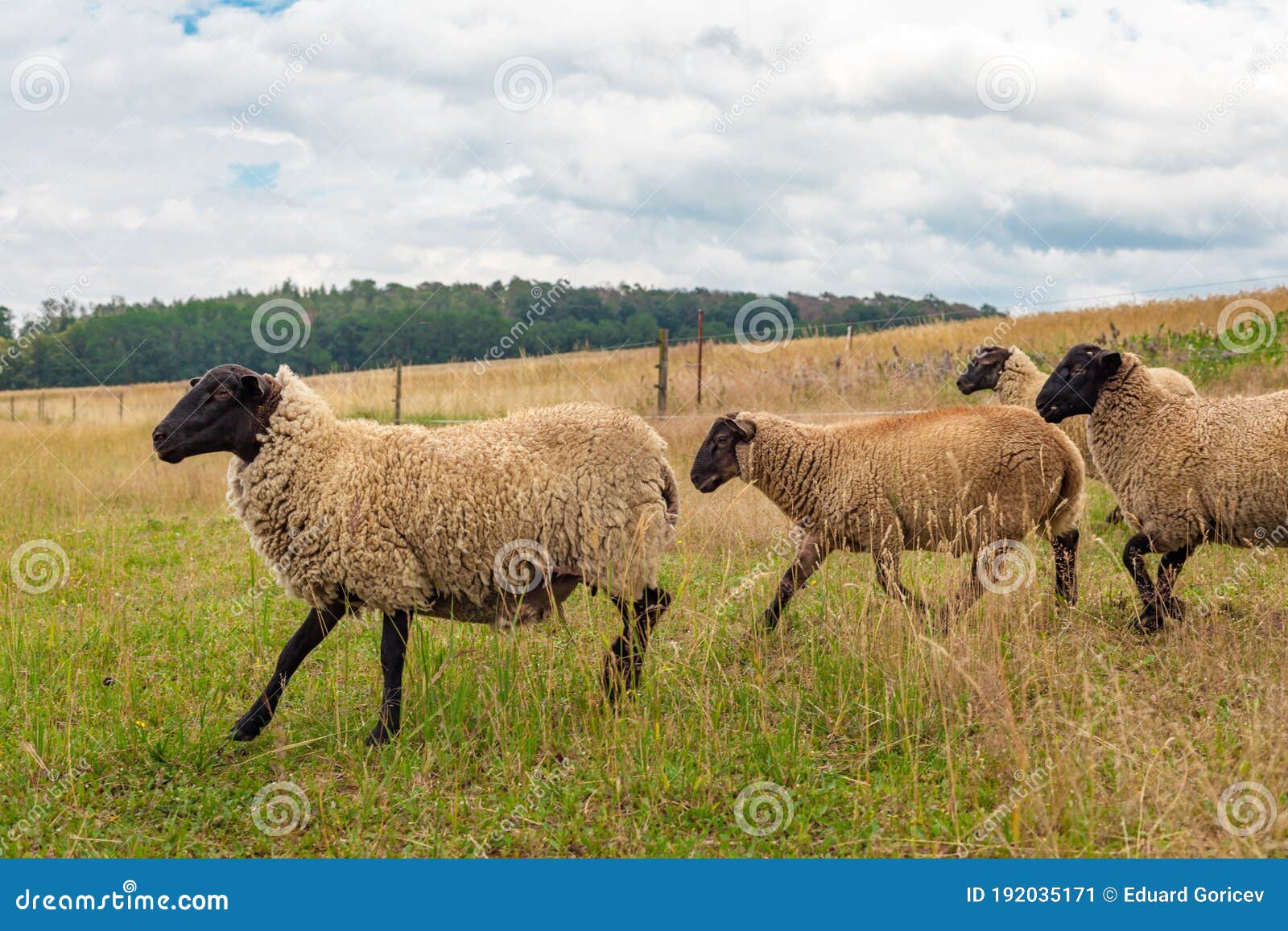 Sheep in a Paddock on an Organic Farm Stock Image - Image of sheep ...