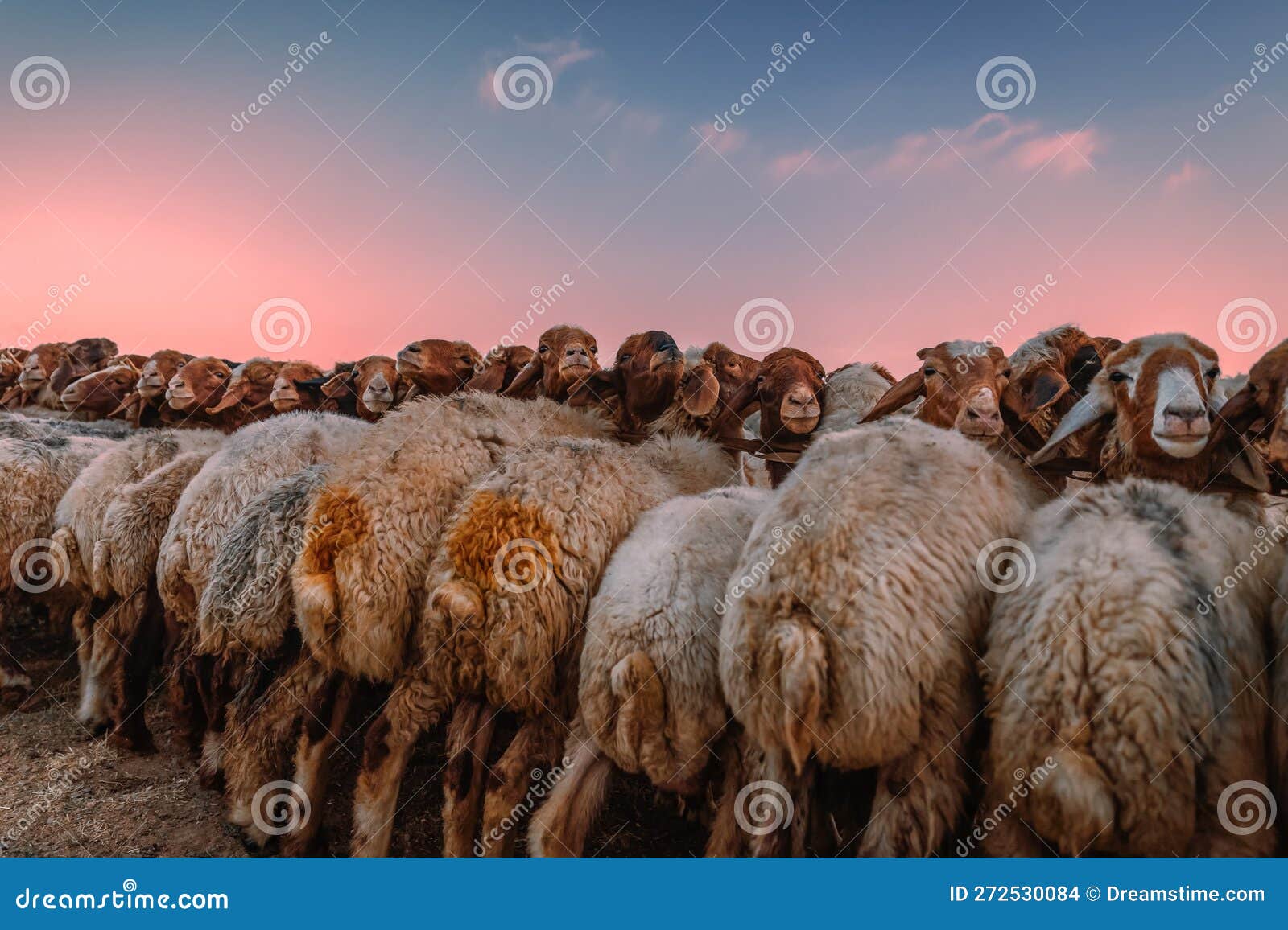 Sheep Paddock on the Pasture Stock Photo - Image of muzzle, industry ...