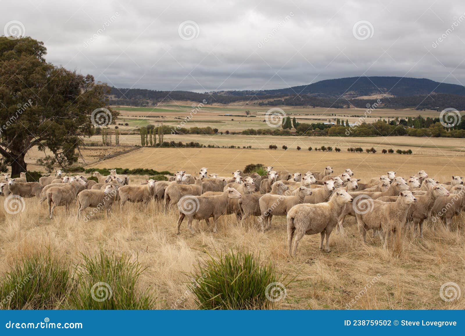 Sheep in Paddock stock photo. Image of australia, livestock - 238759502