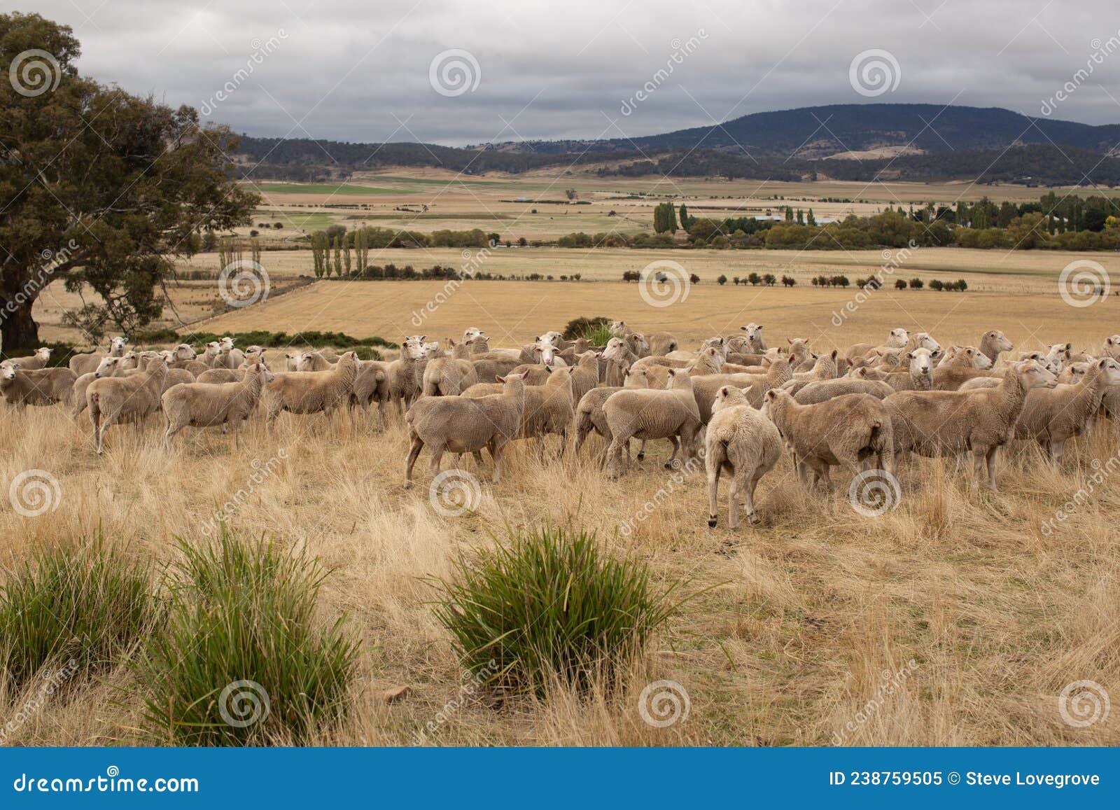 Sheep in Paddock stock image. Image of mammal, australian - 238759505