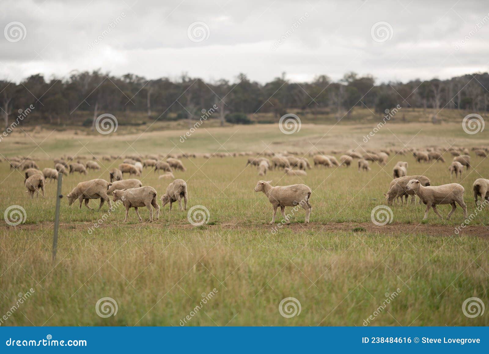 Sheep in Paddock stock photo. Image of paddock, livestock - 238484616