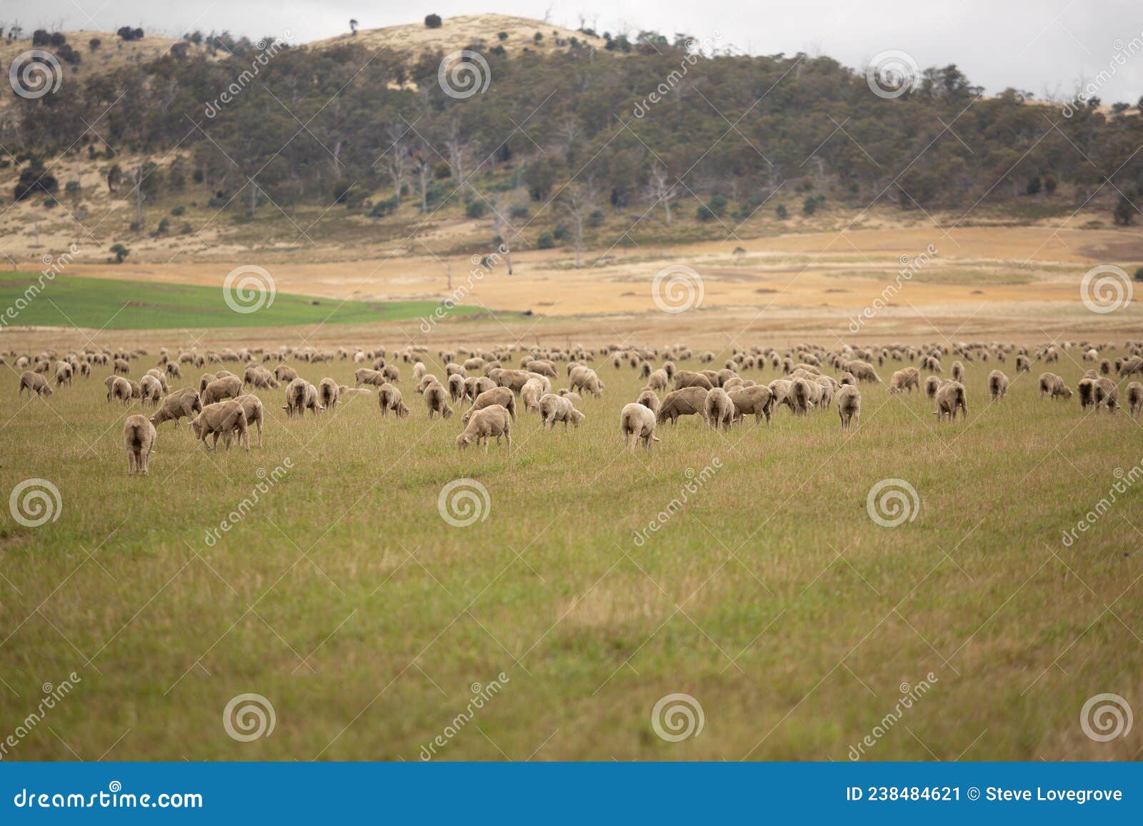 Sheep in Paddock stock image. Image of pasture, australian - 238484621