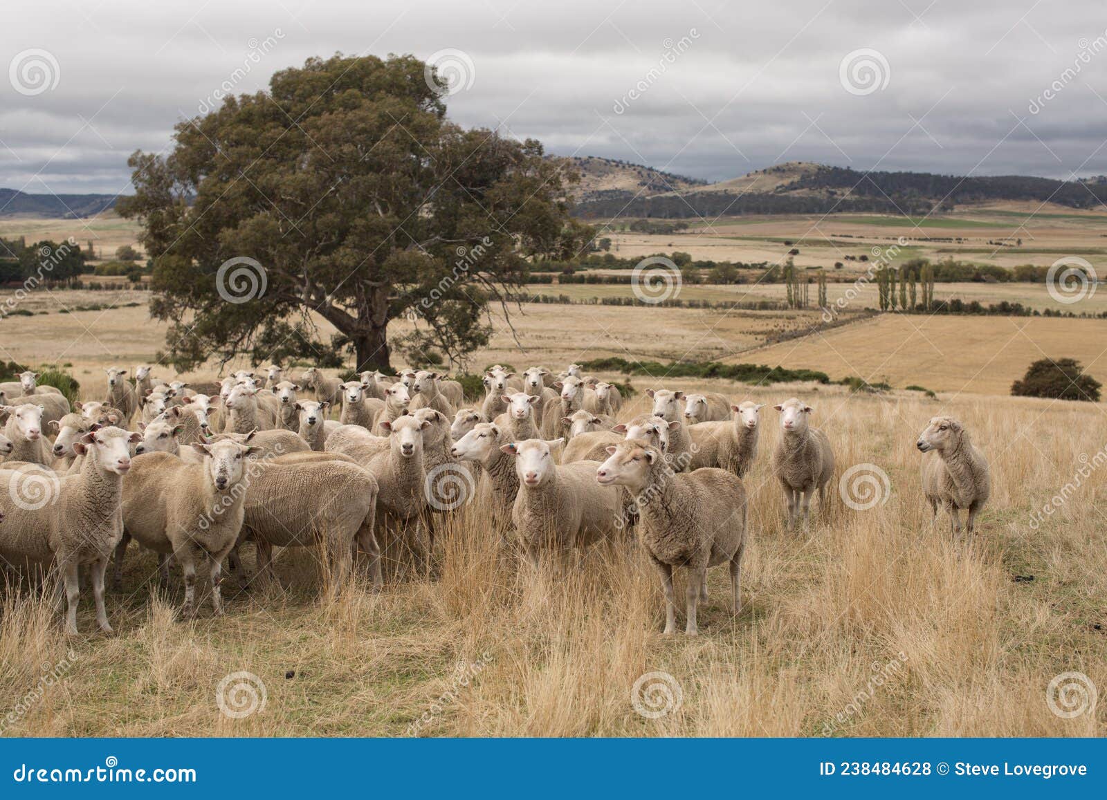 Sheep in Paddock stock photo. Image of australia, farming - 238484628