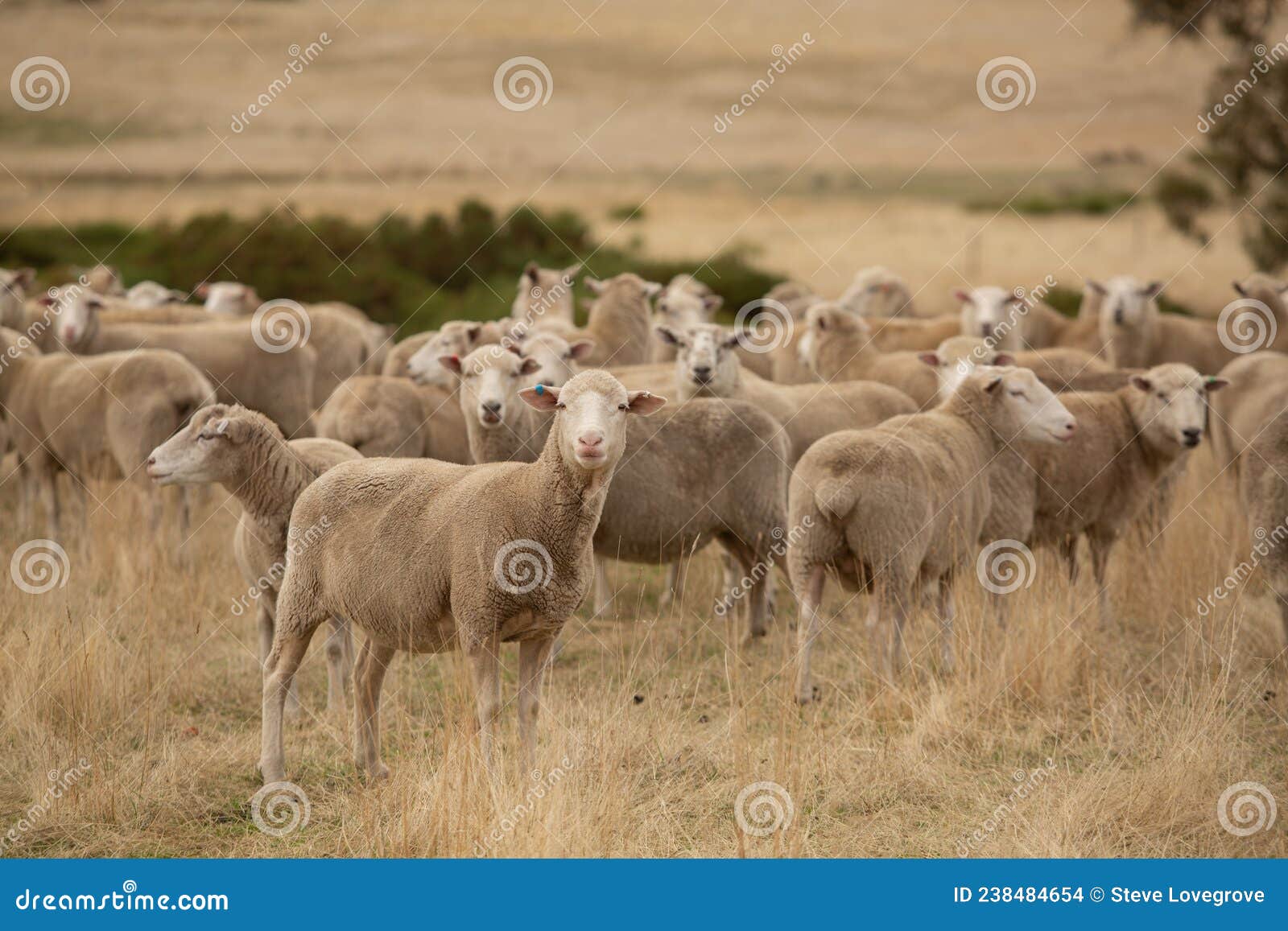 Sheep in Paddock stock photo. Image of livestock, tasmania - 238484654