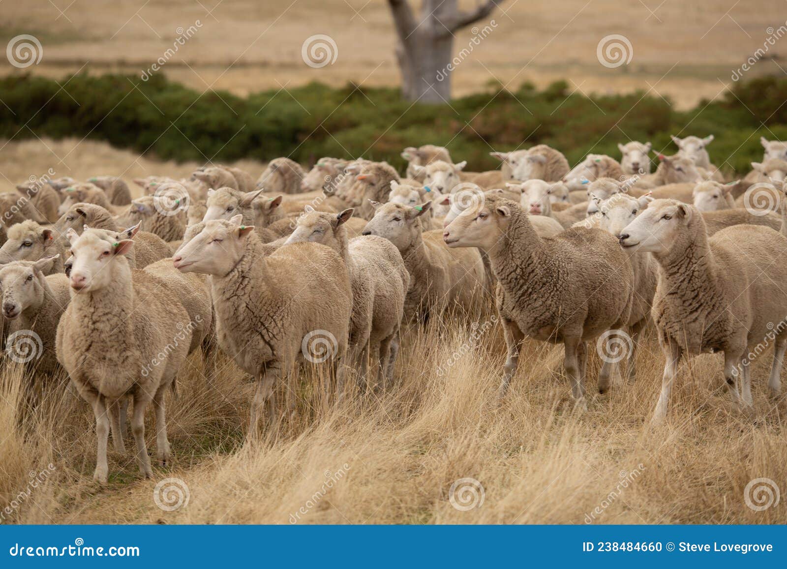Sheep in Paddock stock photo. Image of livestock, australian - 238484660