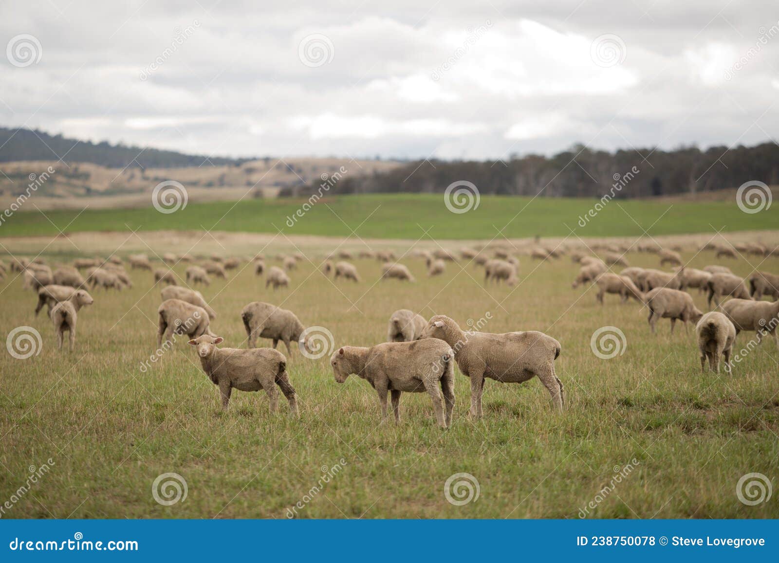 Sheep in Paddock stock photo. Image of farming, animal - 238750078