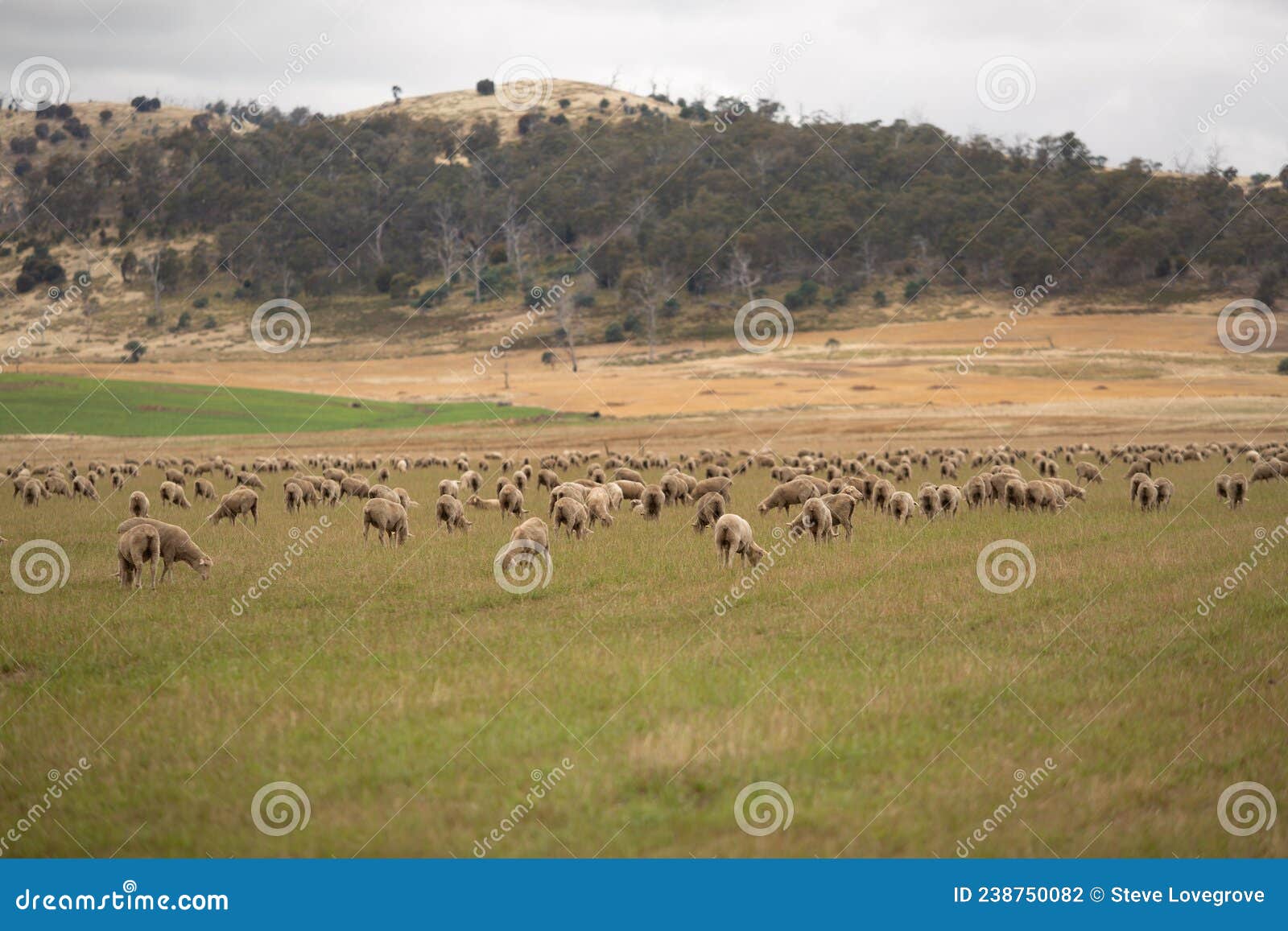 Sheep in Paddock stock photo. Image of farm, grass, agriculture - 238750082