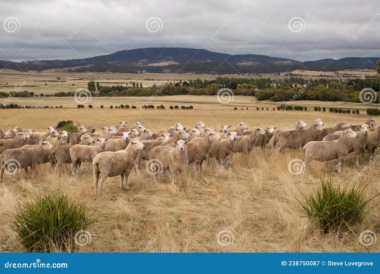 Sheep in Paddock stock image. Image of agriculture, tasmania - 238750087